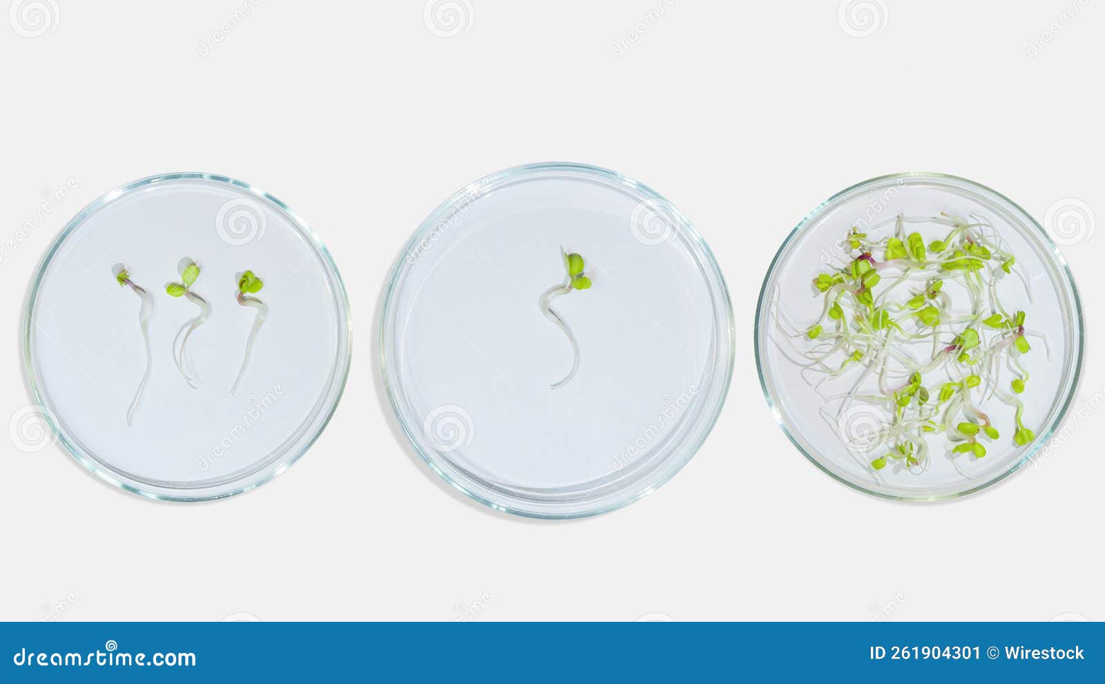 Petri Dishes with Various Germinated Seedlings. Laboratory Research ...
