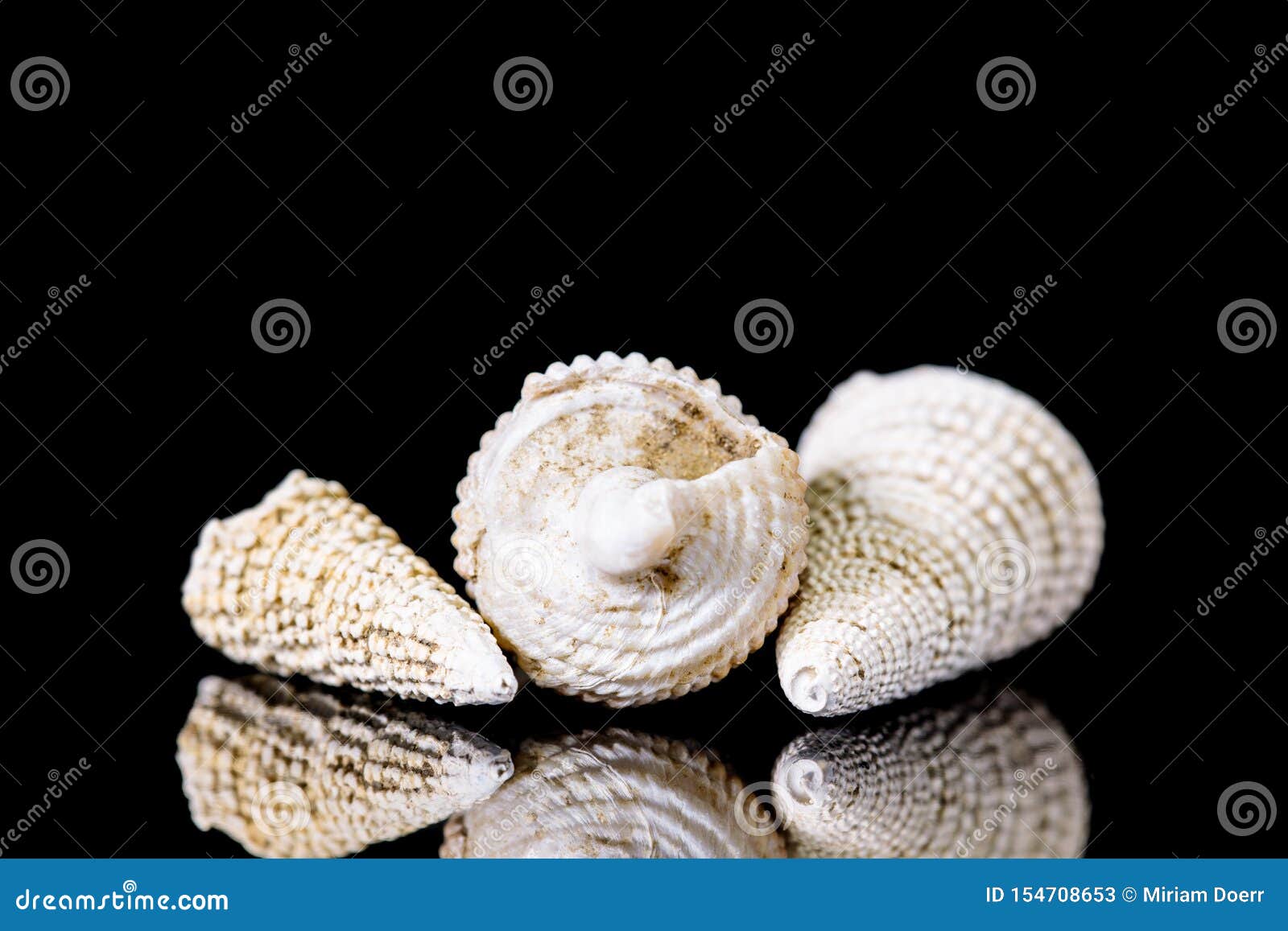 Shell Fossils Stock Image | CartoonDealer.com #46516033