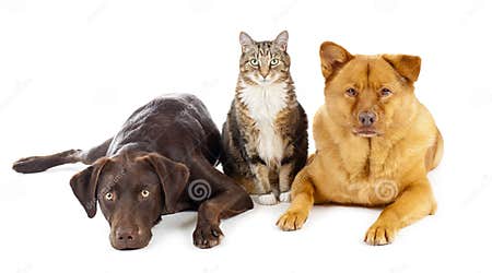 Three pets together stock photo. Image of pets, text - 20388226