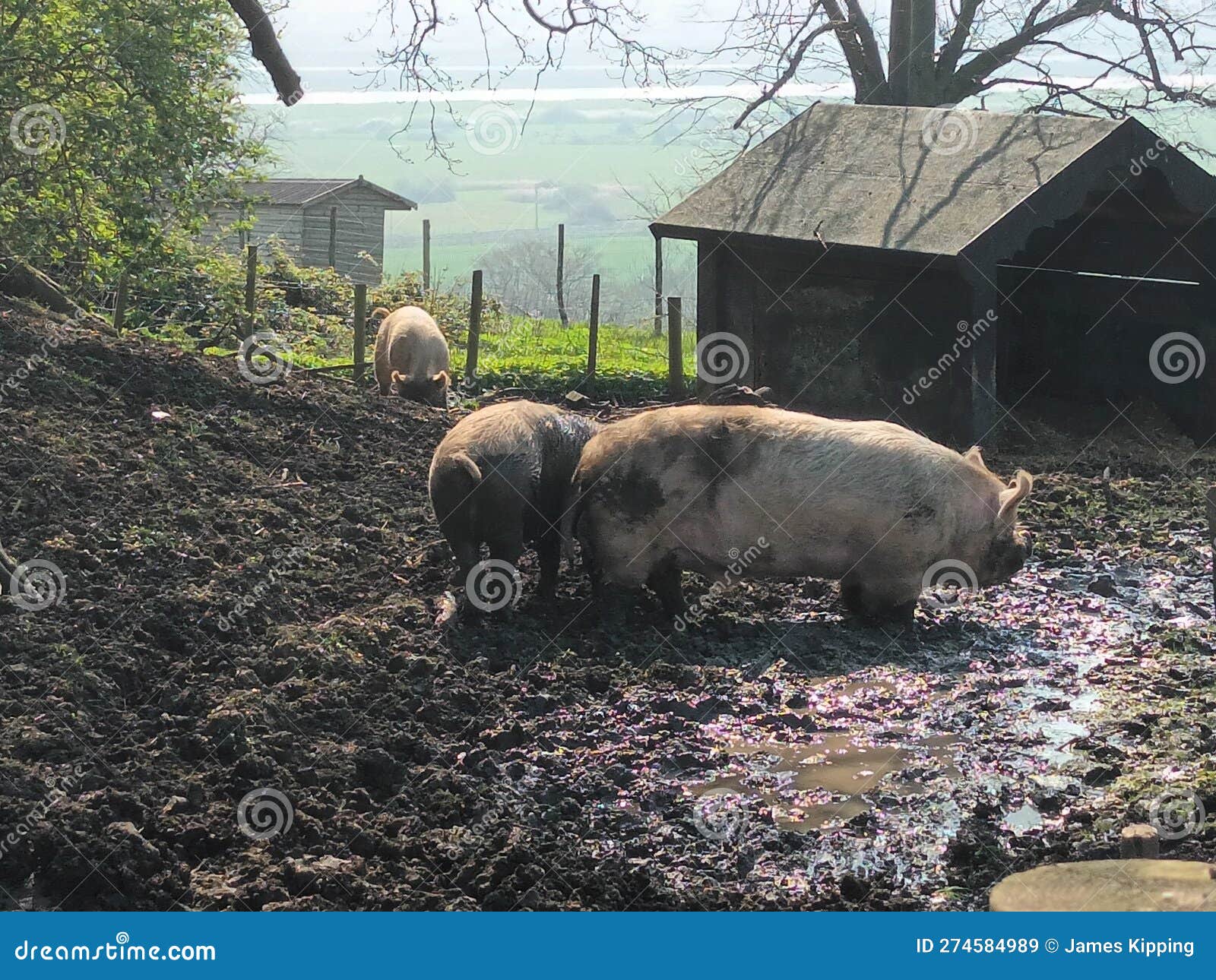 Three pig pen stock image. Image of wilderness, pasture - 274584989