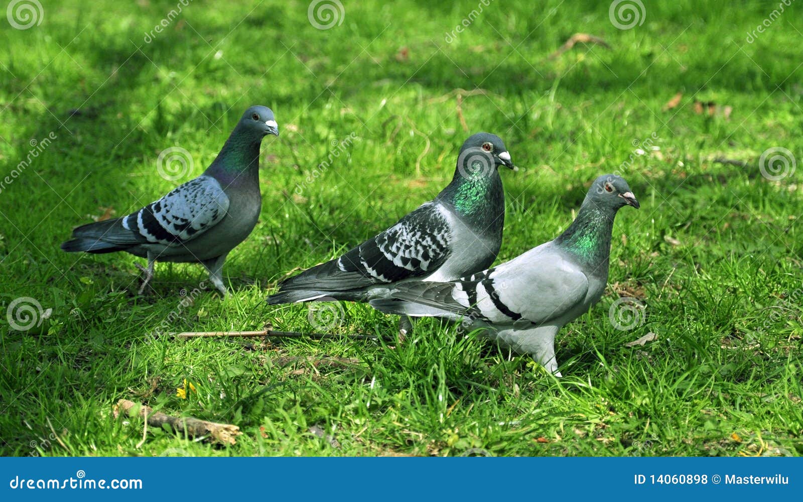Three pigeon stock photo. Image of spring, pigeon, bird - 14060898