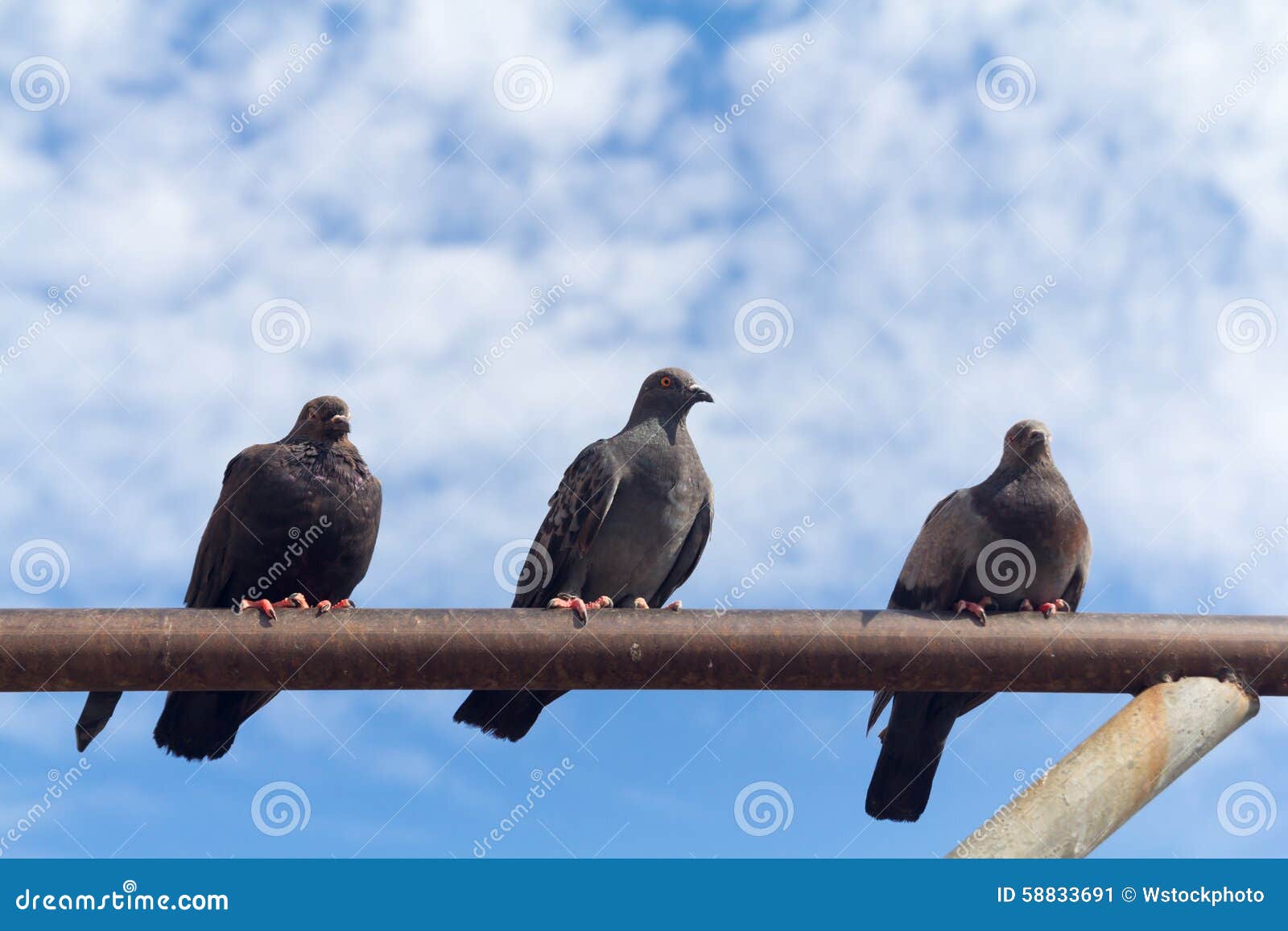 Three Pigeon Perch on a Rack with Clear Blue Sky Stock Image - Image of ...