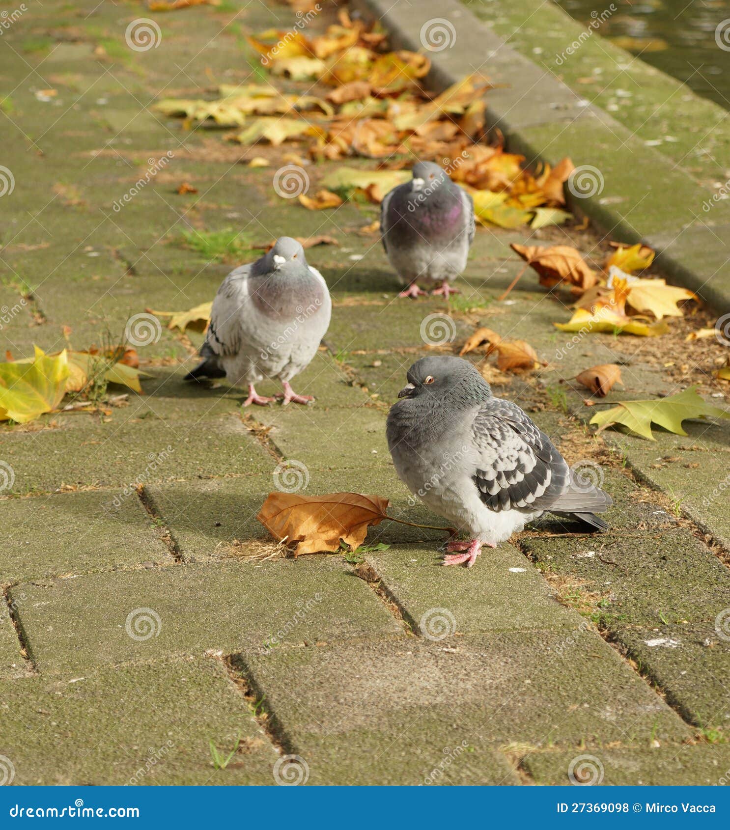 Three pigeons stock photo. Image of pigeons, leaves, standing - 27369098