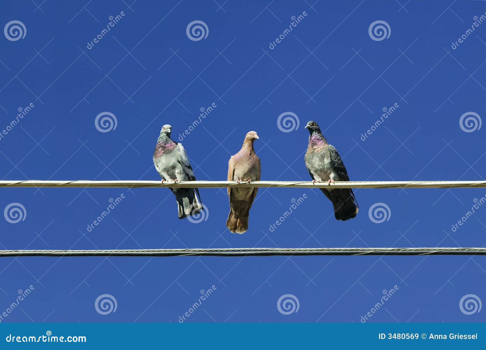 Three Pigeons stock image. Image of wire, electrical, beak - 3480569