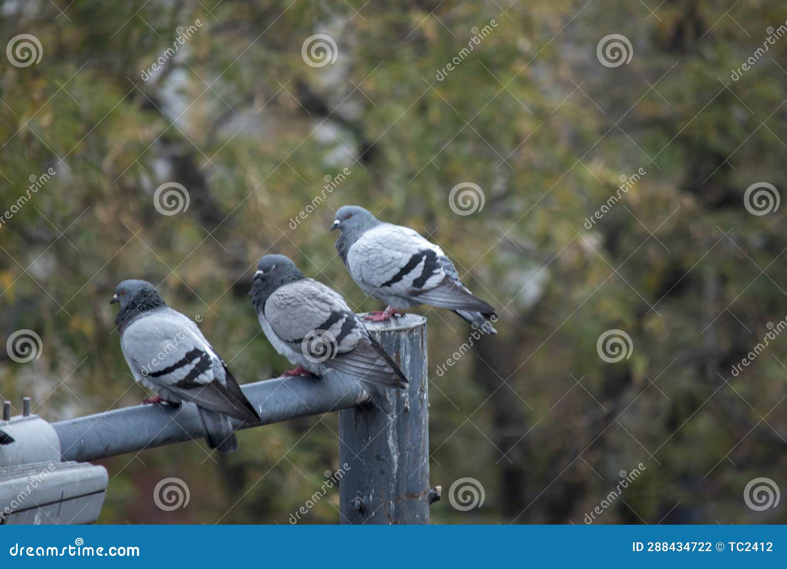Three Pigeons Perched on the Public Lighting Pole Stock Photo - Image ...