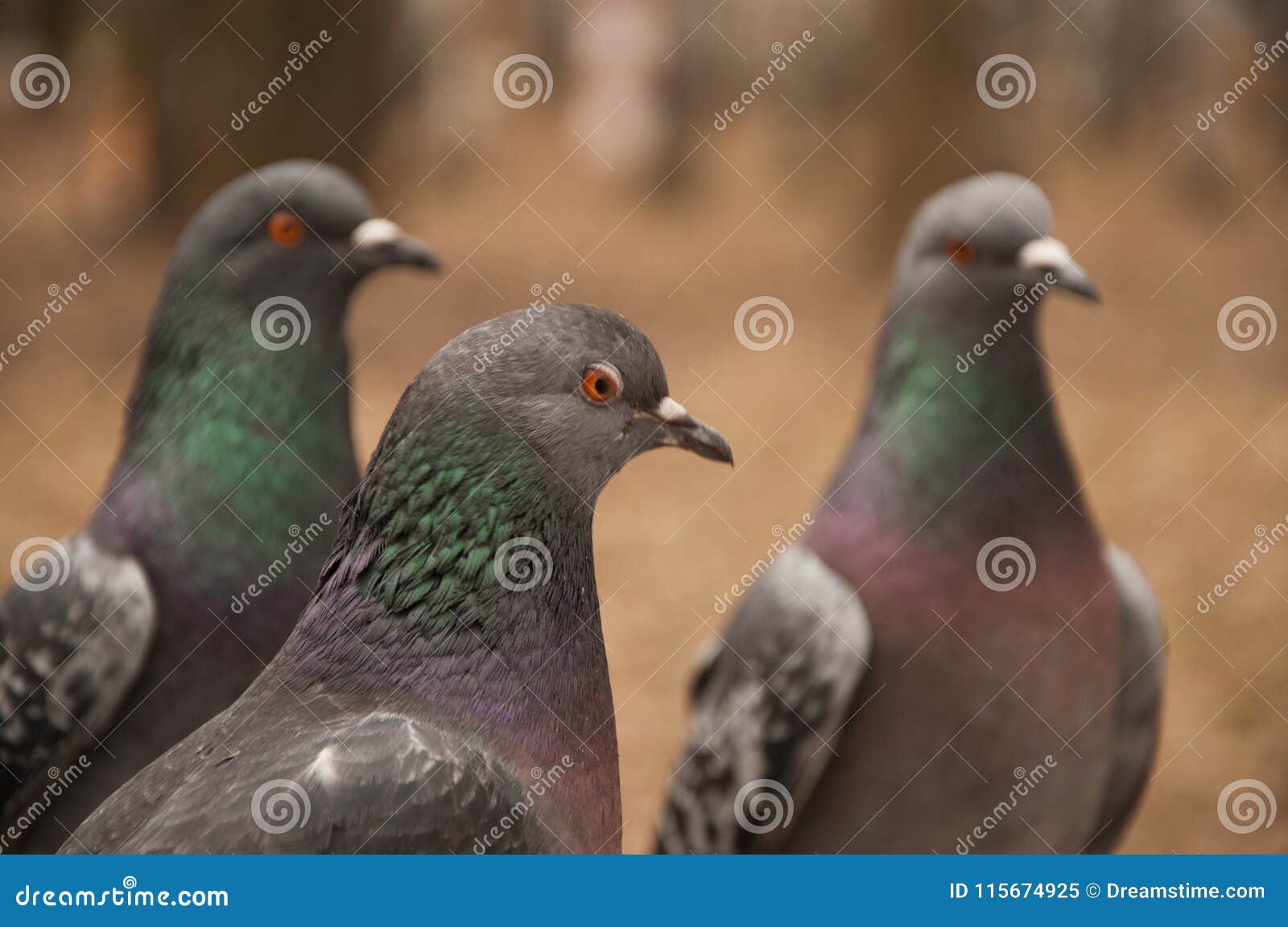 Three Pigeons in a Row Looking the Same Direction Stock Image - Image ...