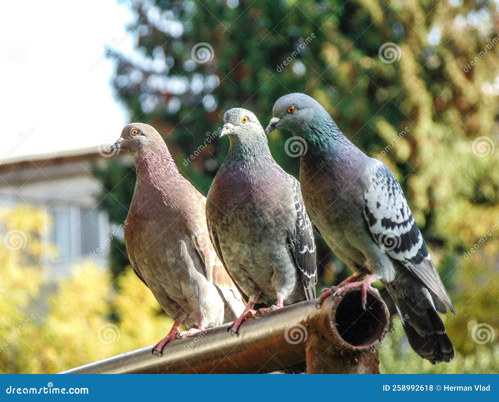 Three Pigeons Sit on a Metal Bar in Romania Stock Photo - Image of focus, head: 258992618