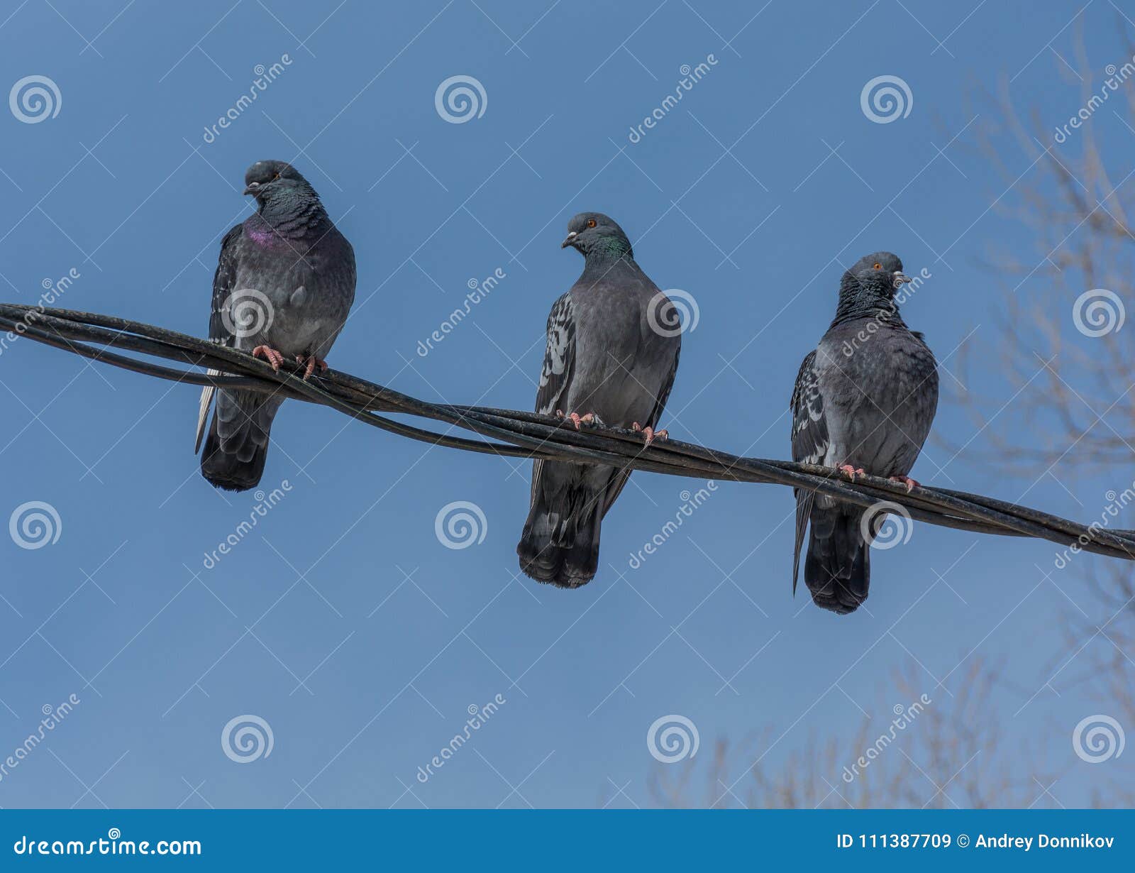 Three Pigeons Sit on Wires Against the Blue Sky Stock Image - Image of ...