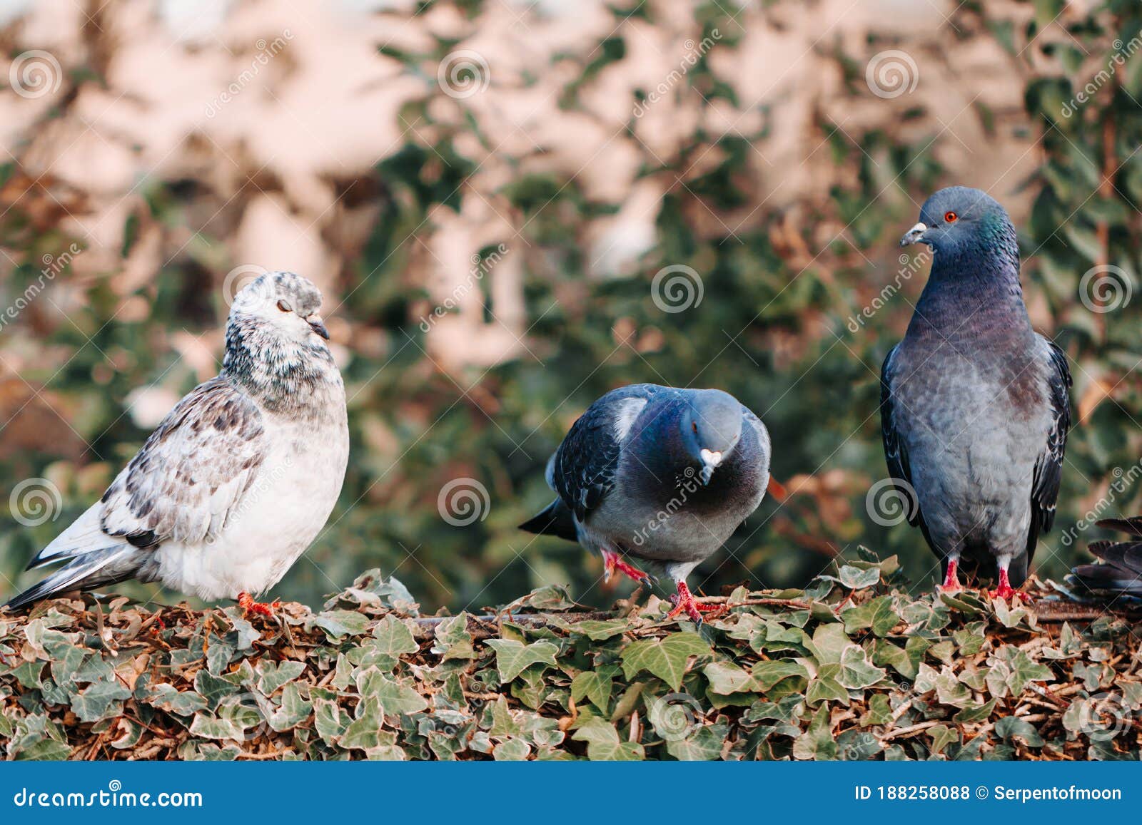 Three Pigeons are Sitting on a Bush Stock Photo - Image of animal, park ...