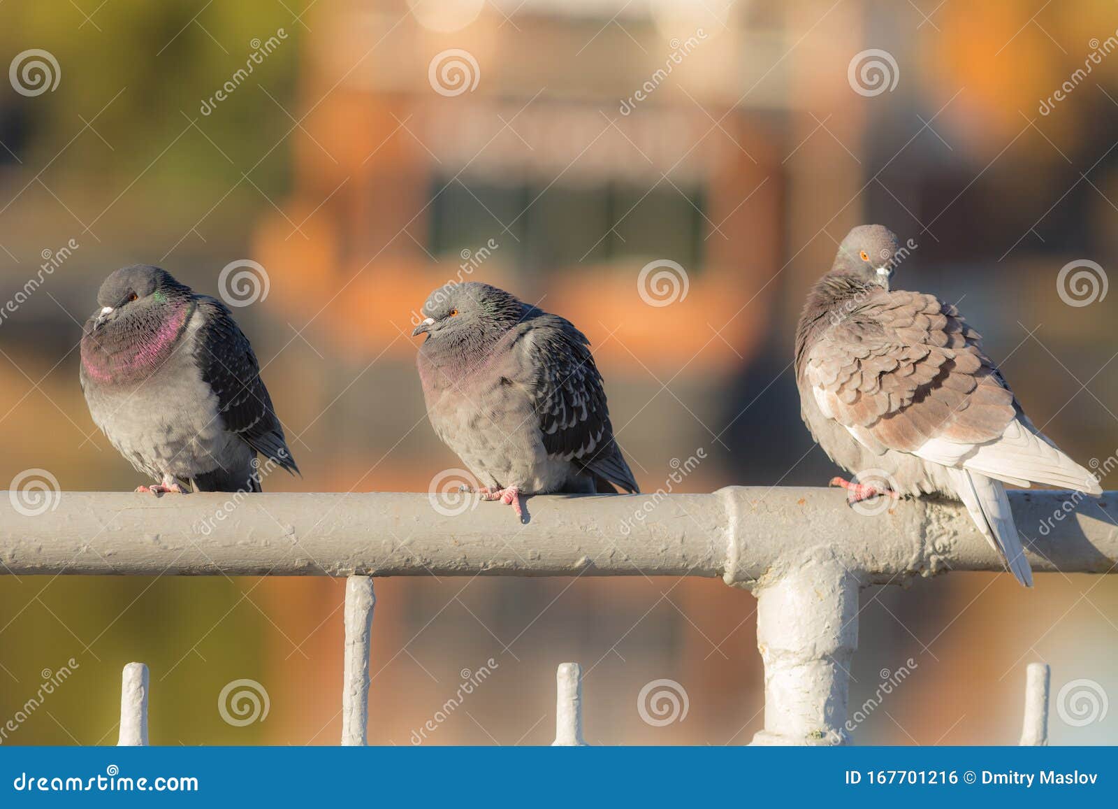 Three Pigeons Sitting on a Railing Stock Photo - Image of portrait ...