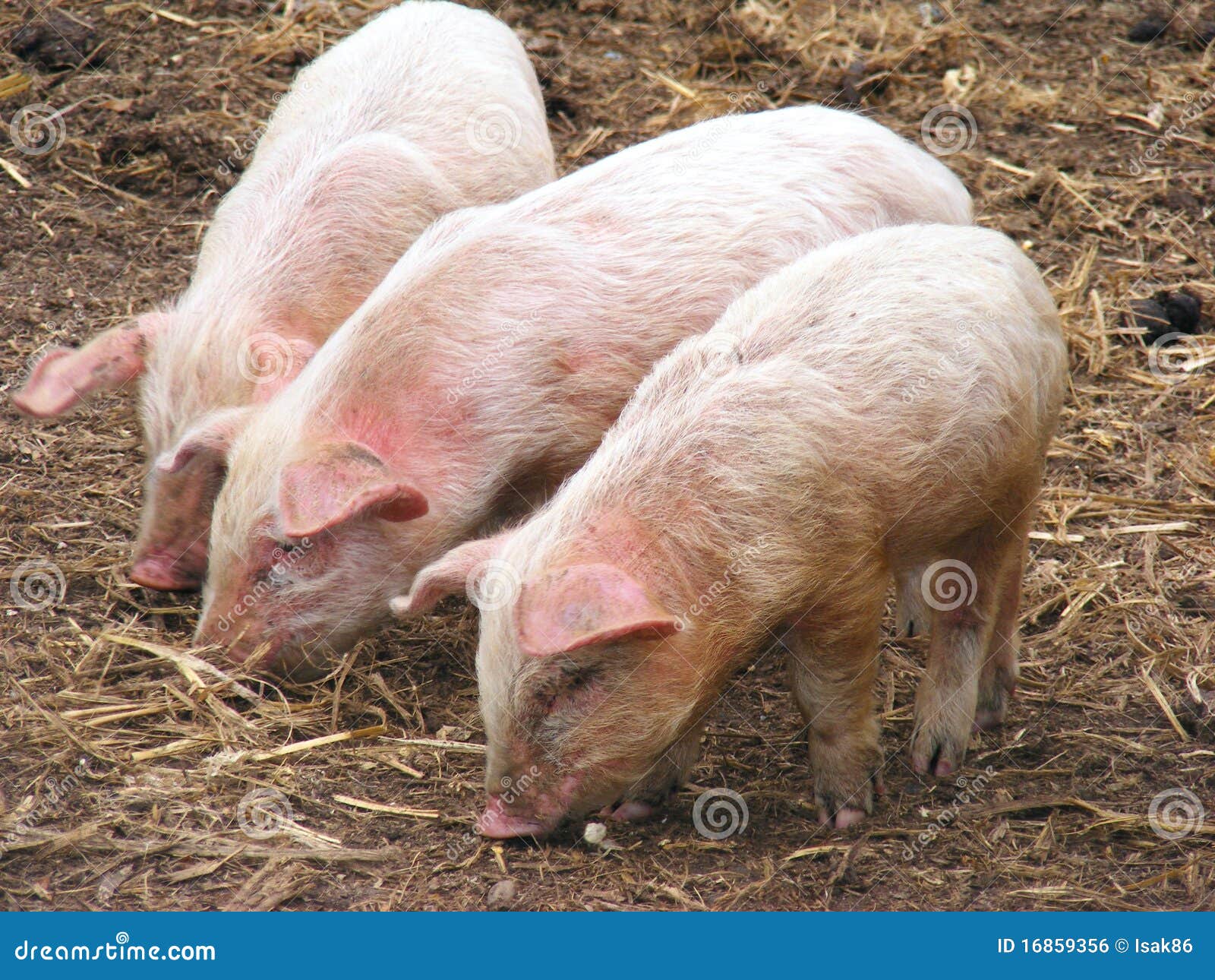 Three piglets stock photo. Image of copy, looking, hoofed - 16859356
