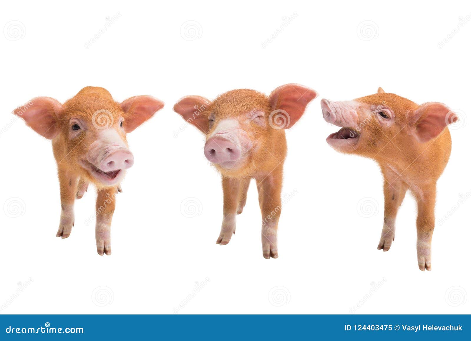 Three piglets isolated stock image. Image of meat, mammal - 124403475