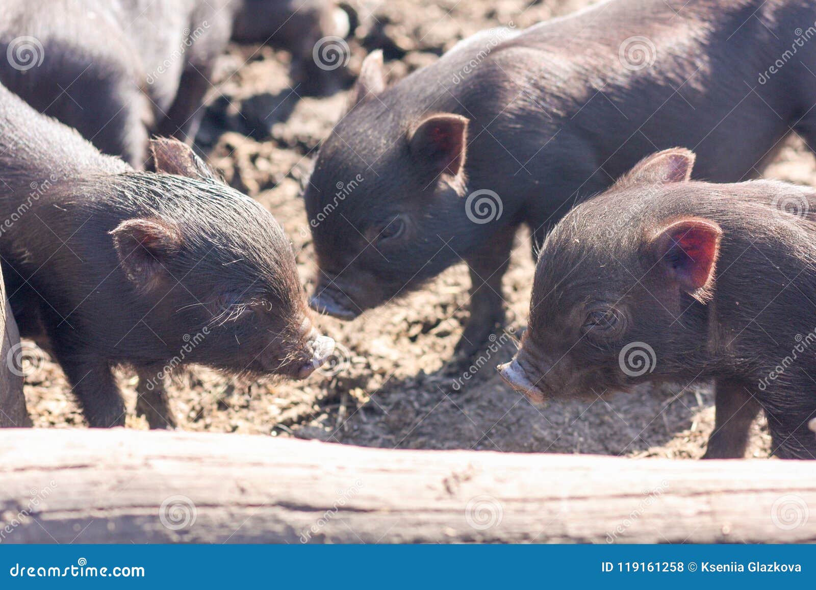 Three piglets. lovely pets stock photo. Image of farm - 119161258