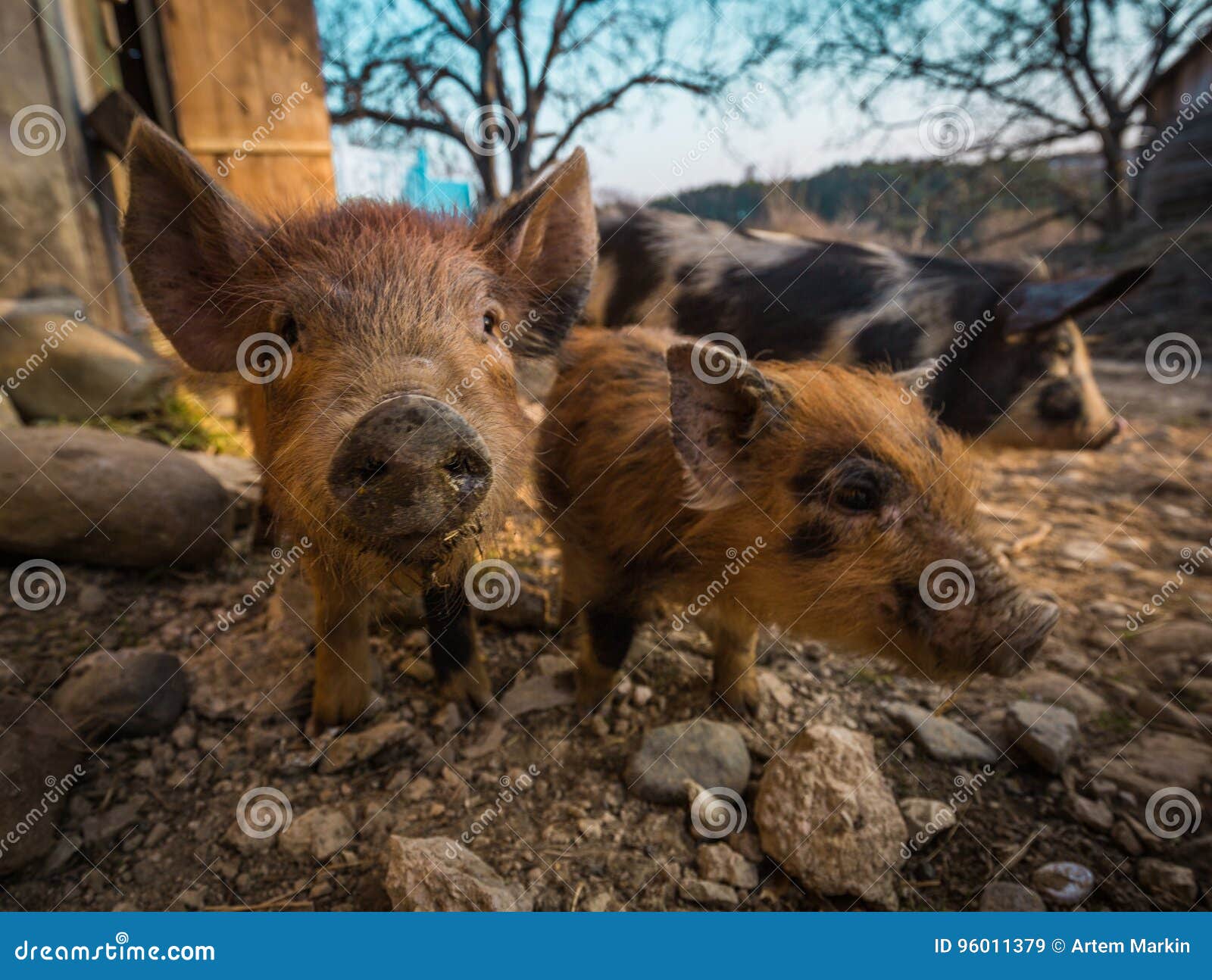 Three pigs in the barnyard stock image. Image of cute - 96011379