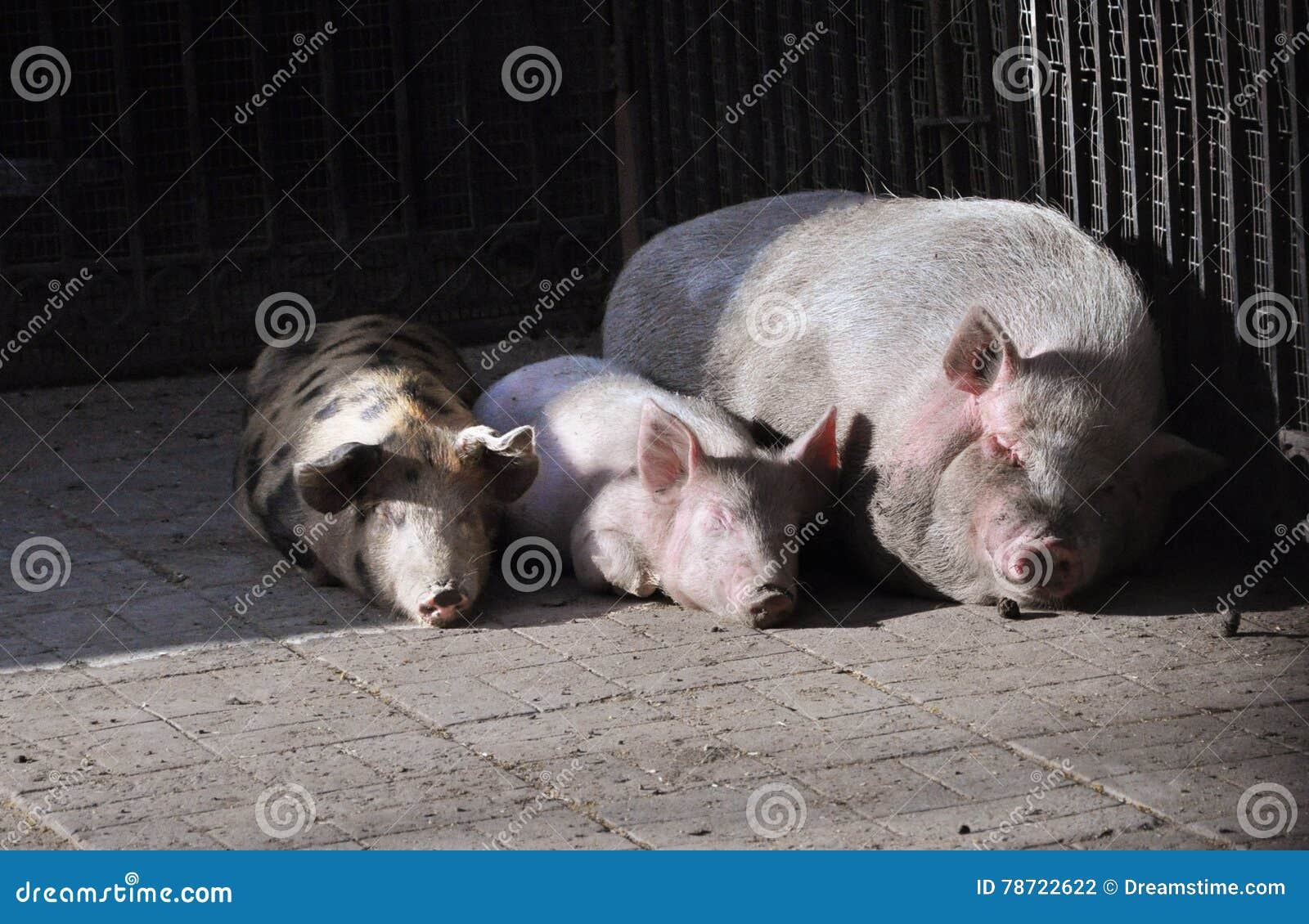 Three Pigs Chilling stock photo. Image of piglet, swine - 78722622