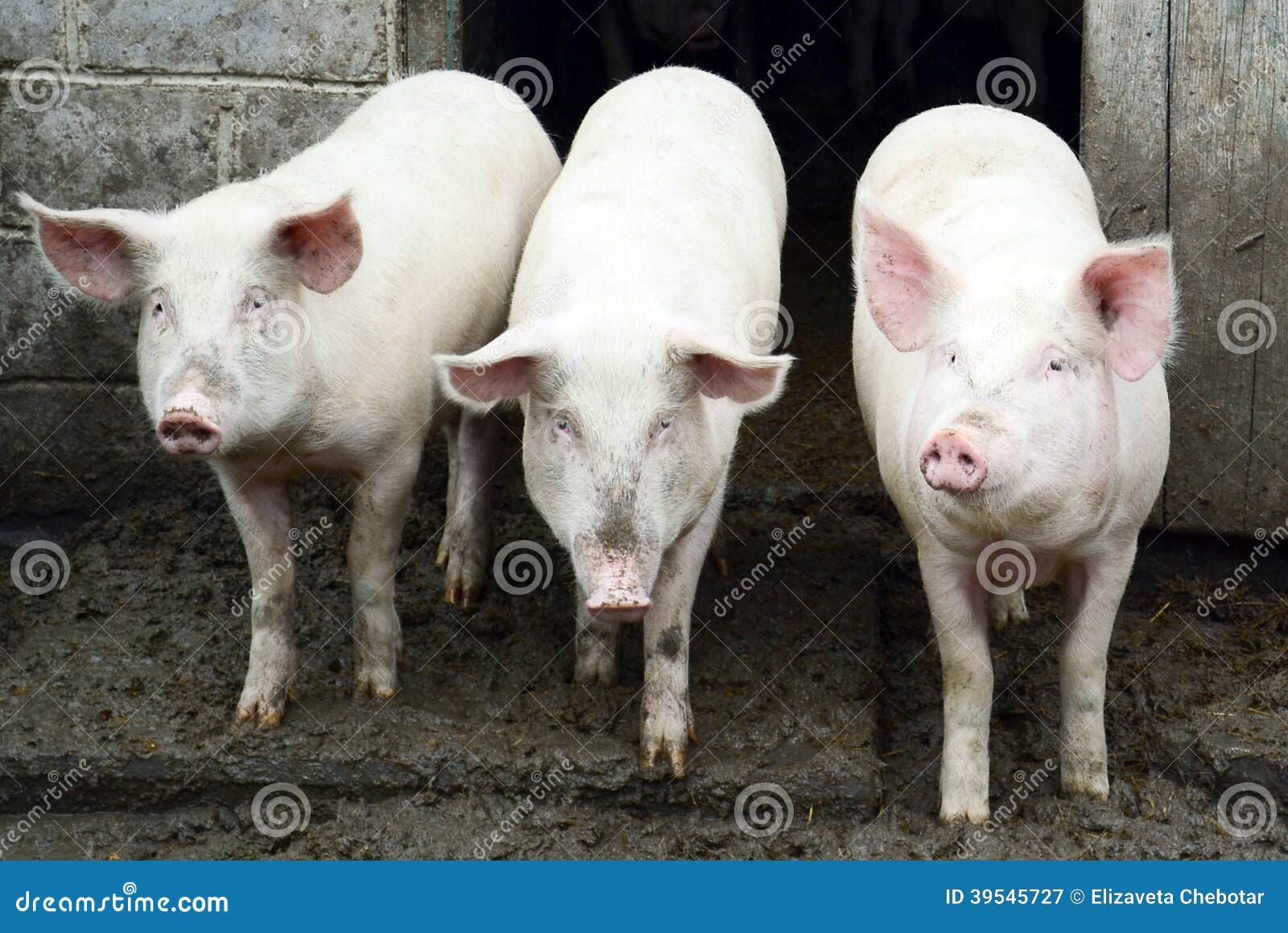 Three pigs stock image. Image of water, summer, life - 39545727