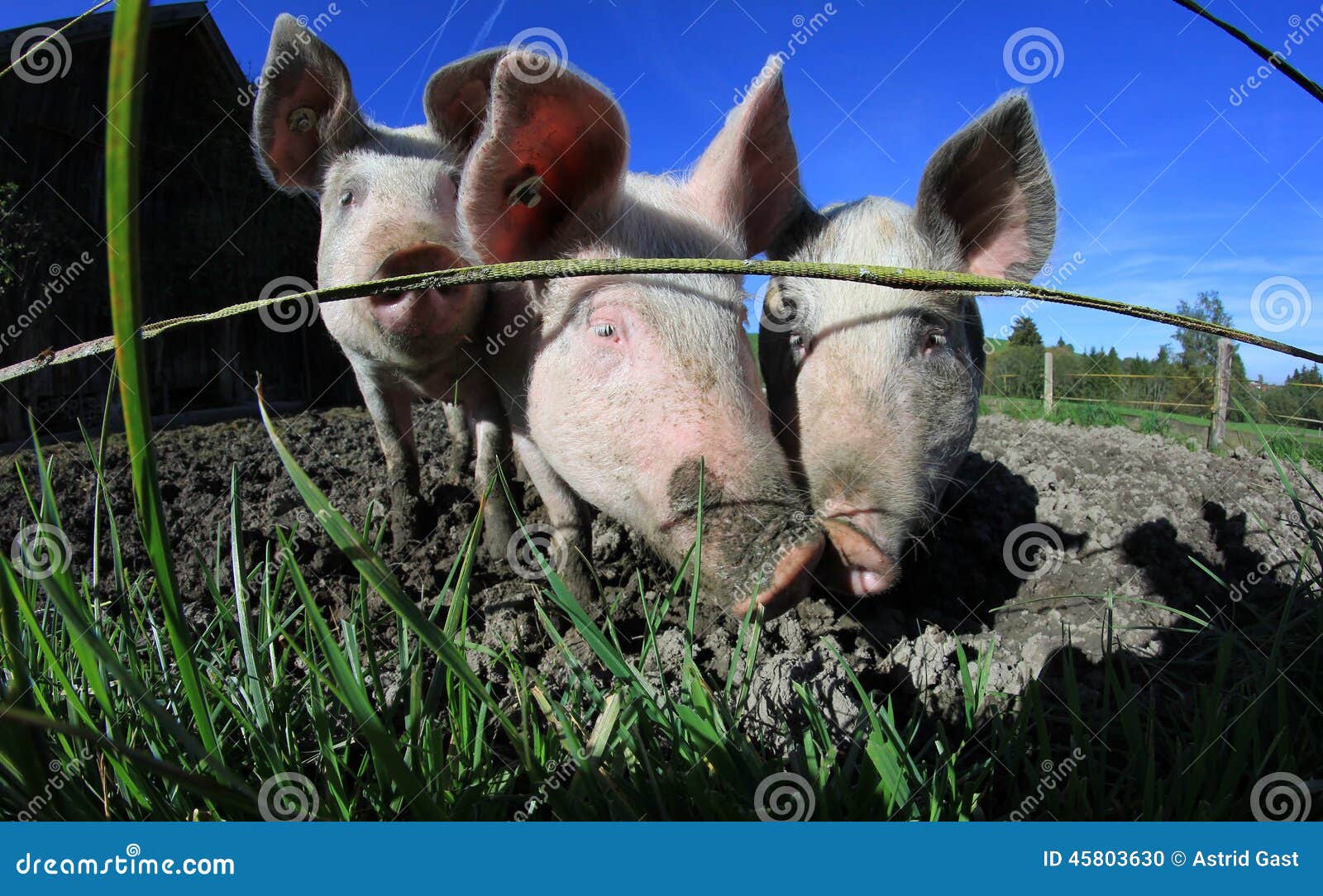 Three Pigs Sticking Out Their Noses Behind Bars At A Farm. Royalty-Free ...