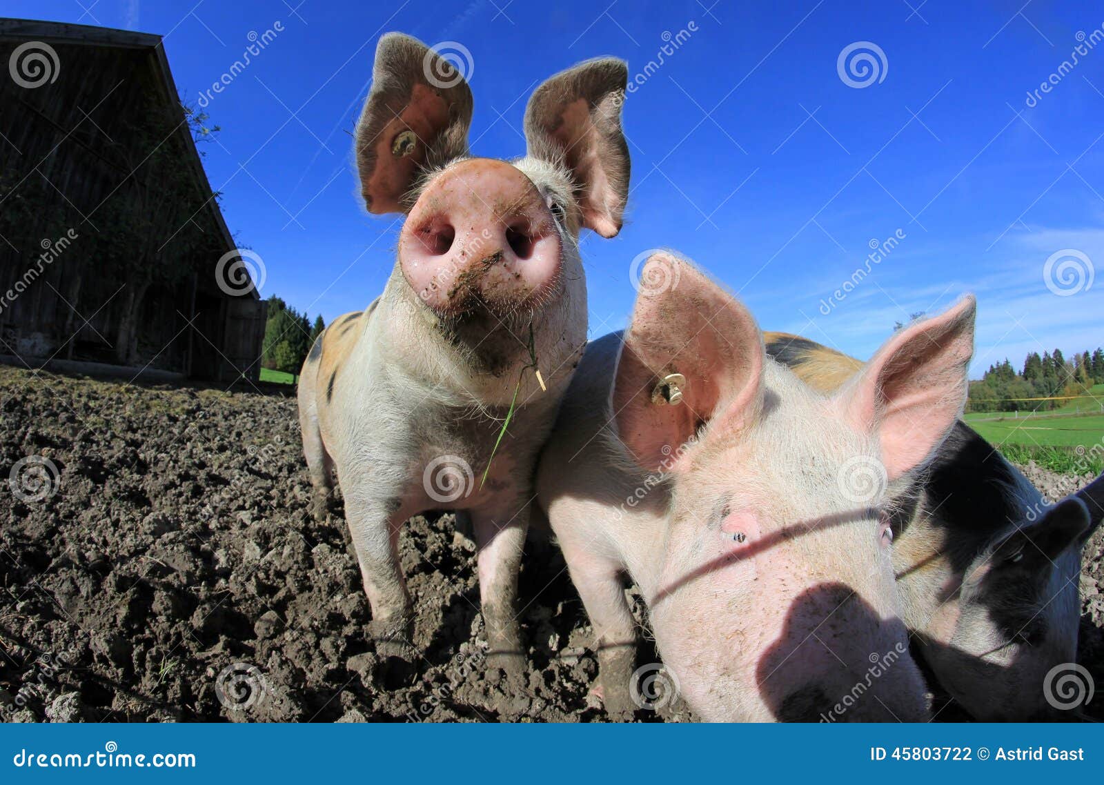 Three pigs stock photo. Image of husbandry, animal, boar - 45803722