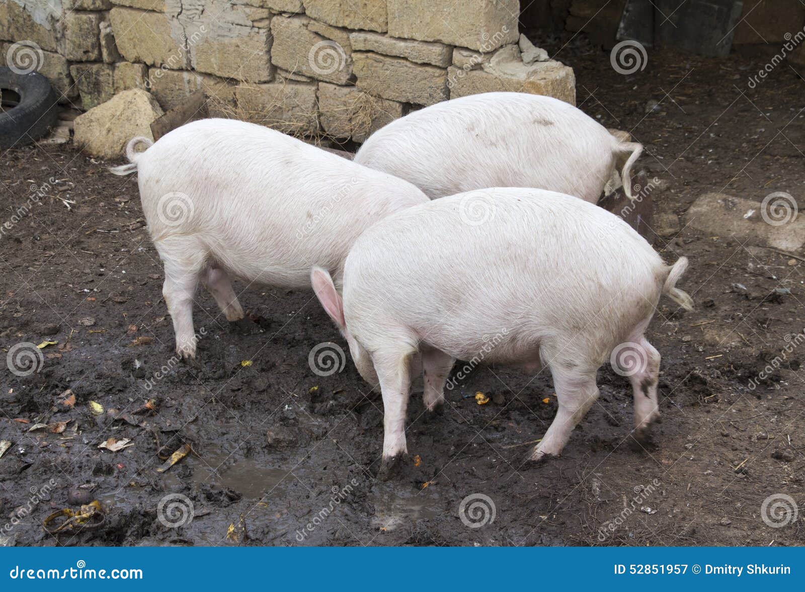 Three Pigs are Fighting for Food Stock Image - Image of animal, ears ...