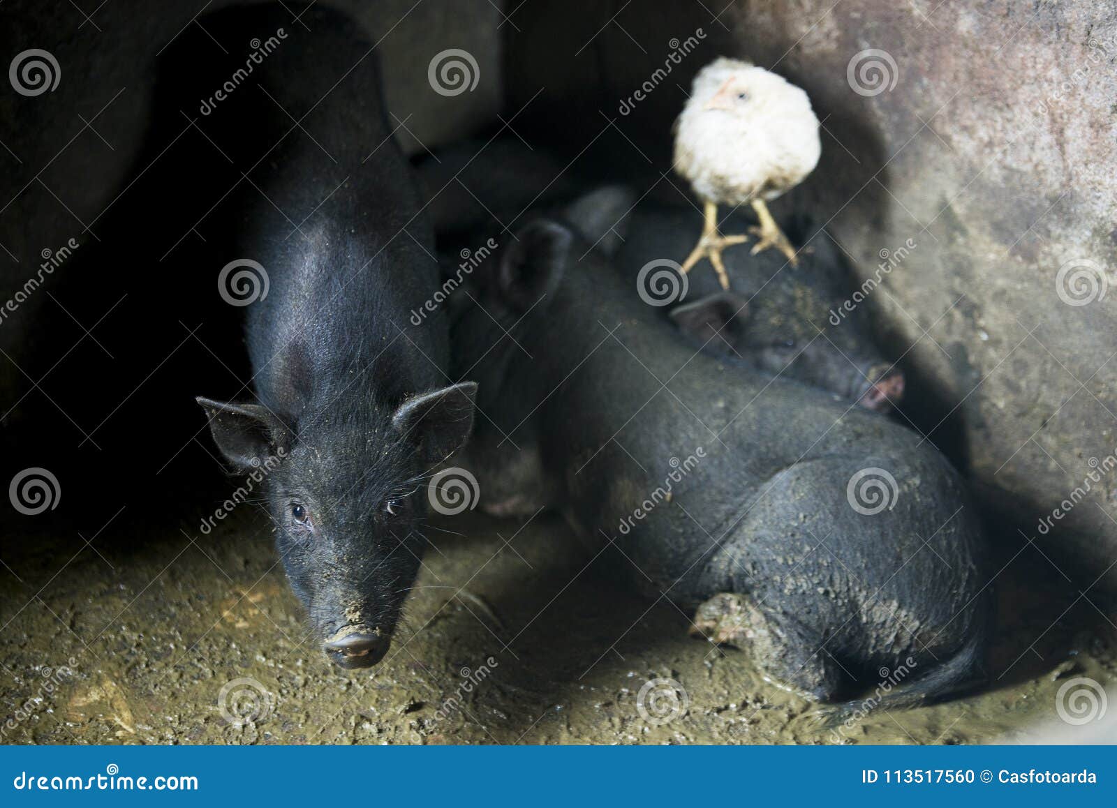 Three pigs and one chick stock photo. Image of bird - 113517560