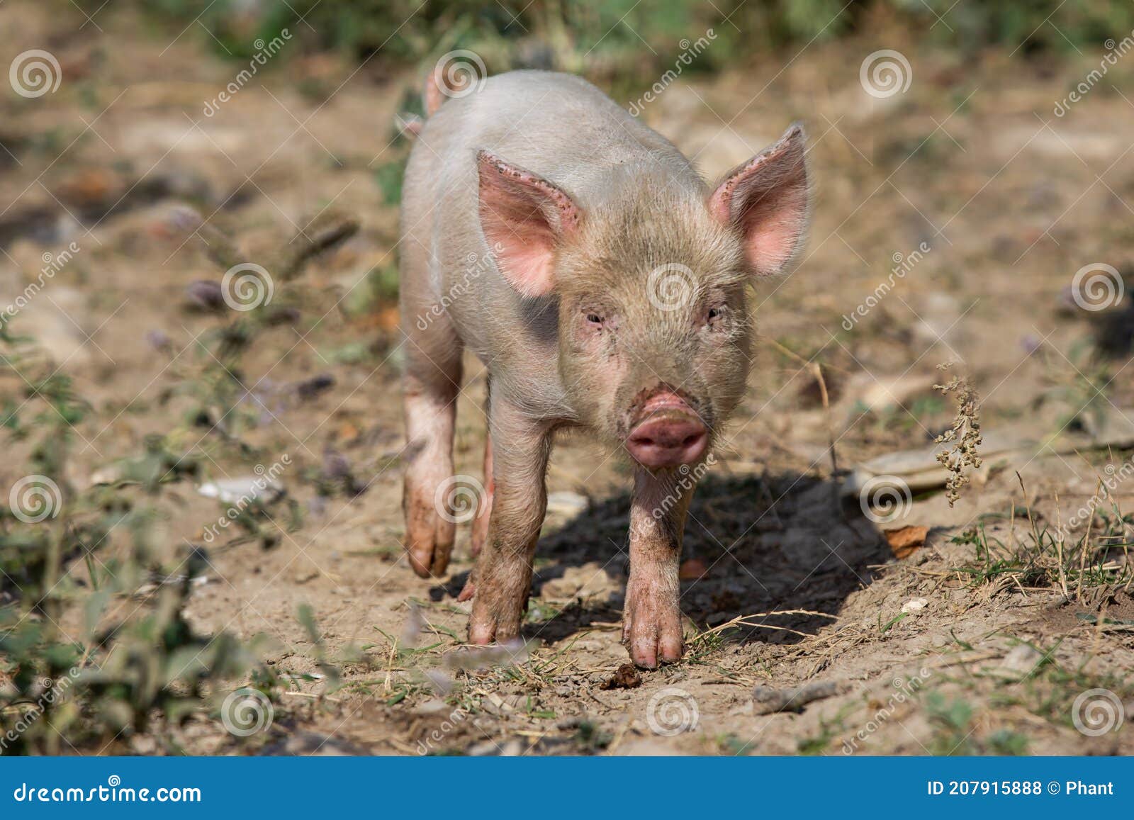 Piglet Resting Outdoors in Mud Stock Photo - Image of dirty, bacon ...