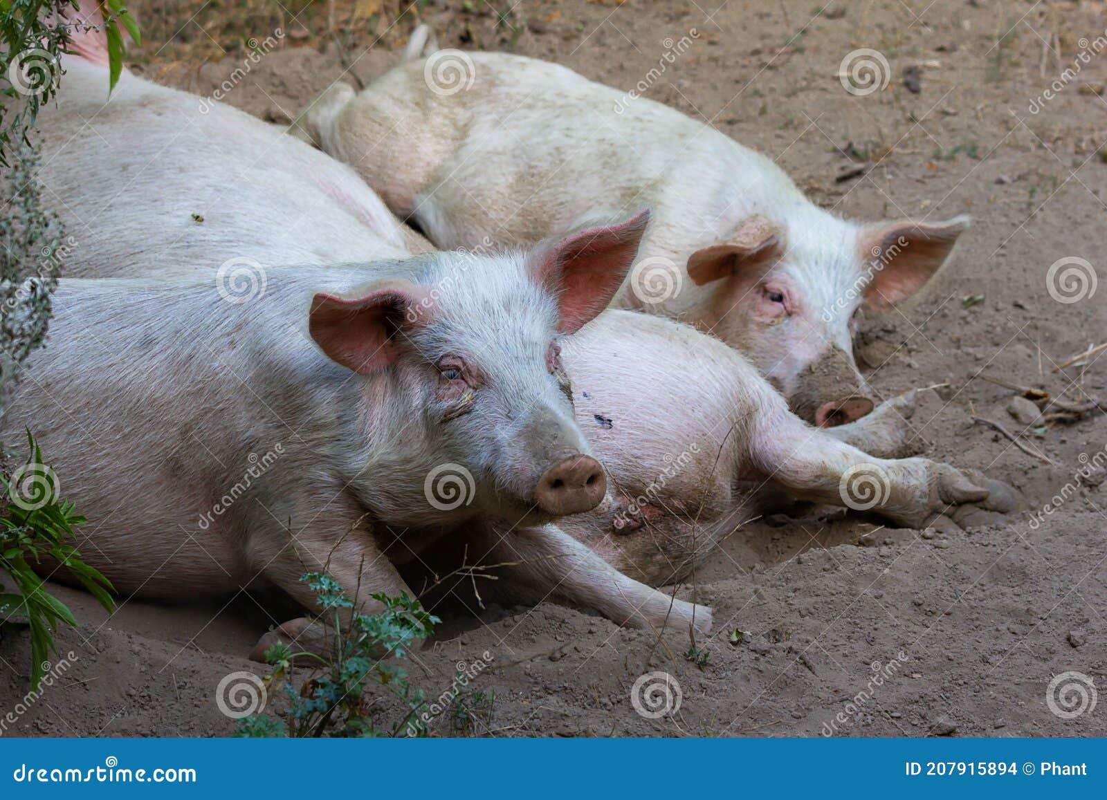 Three Pigs Swine Sleeping Resting On The Straw In A Farm Stall Stock ...