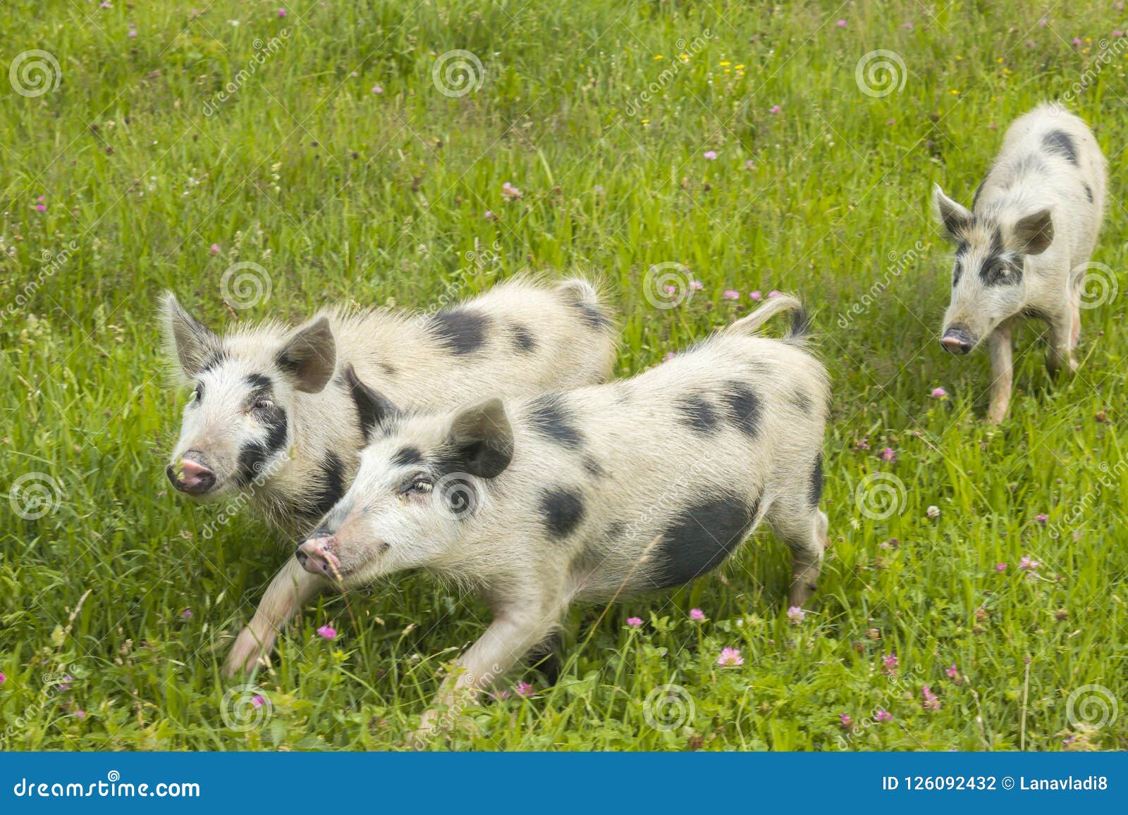 Three pigs in a meadow stock photo. Image of funny, field - 126092432