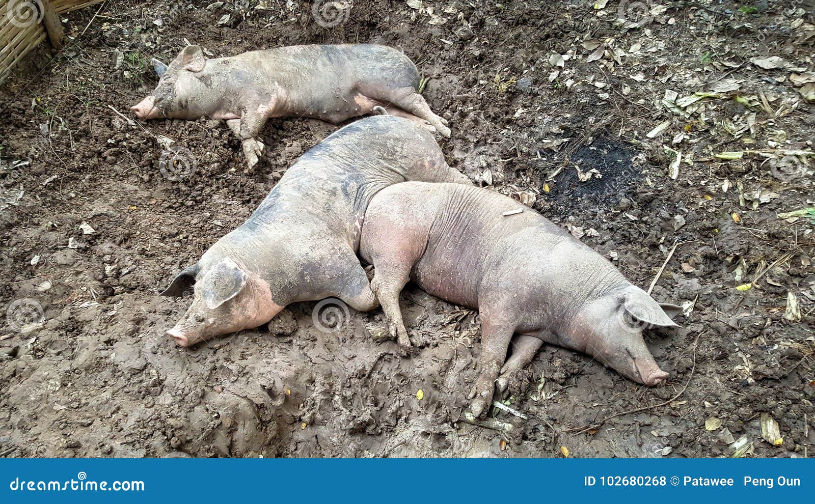 Three pigs sleep stock photo. Image of bright, grass - 102680268