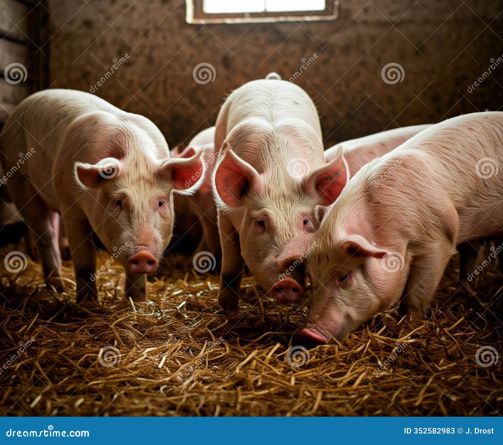 Three Pigs in a Straw Barn. Stock Image - Image of bovine, animal ...