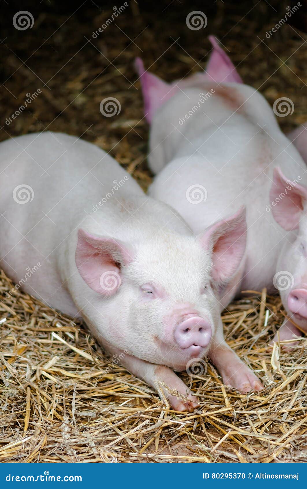 Three Pigs Royalty-Free Stock Photo | CartoonDealer.com #32400039