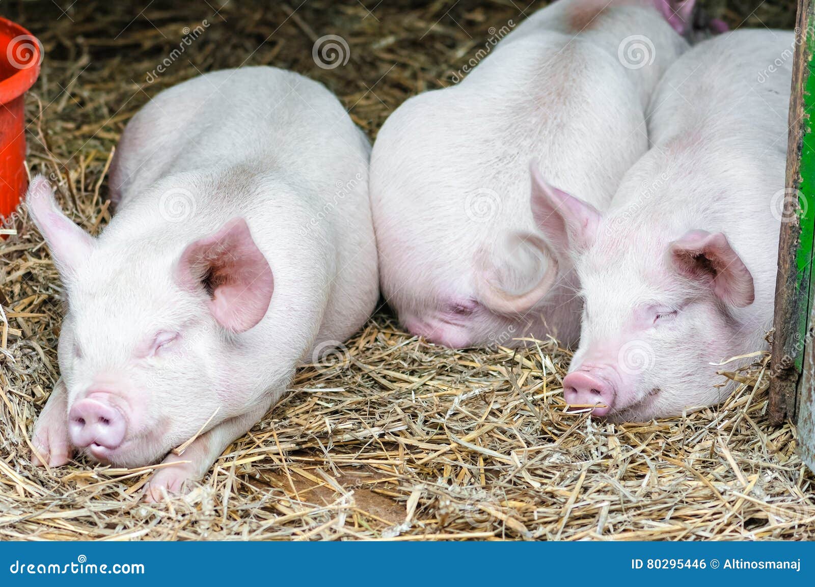 Three Pigs Swine Sleeping Resting on the Straw in a Farm Stall Stock ...