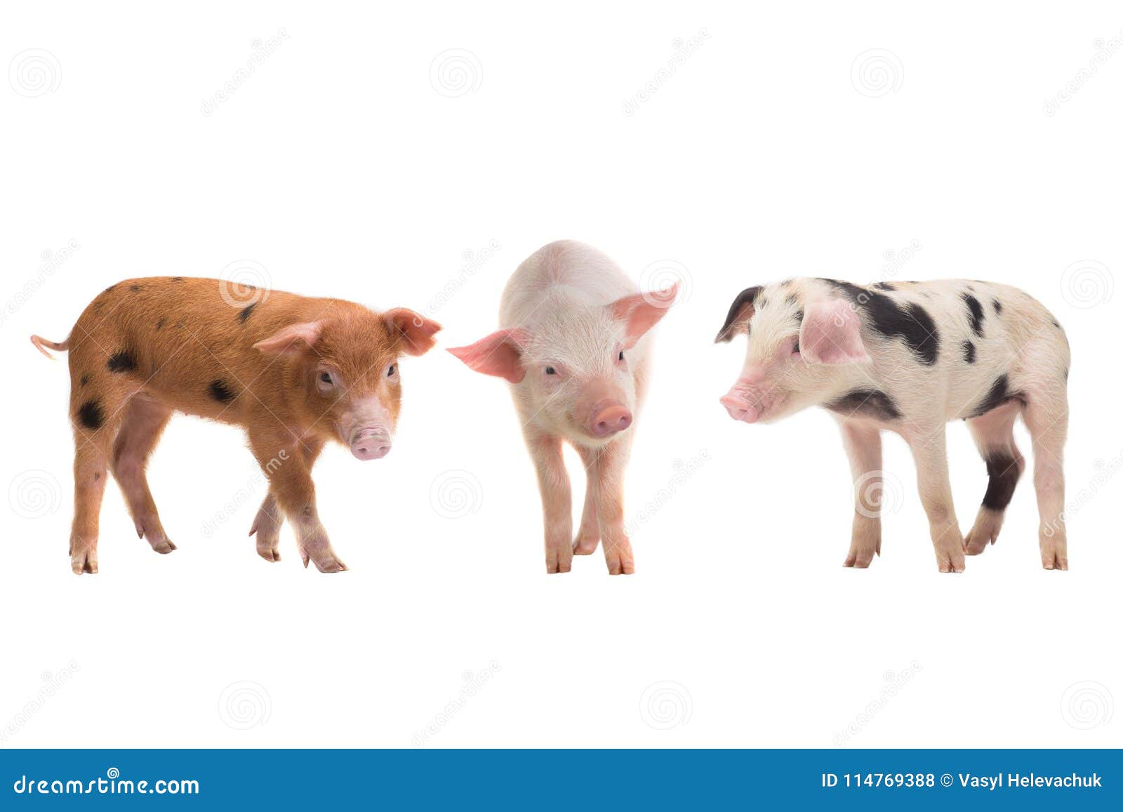 Three Pigs Sticking Out Their Noses Behind Bars At A Farm. Royalty-Free ...