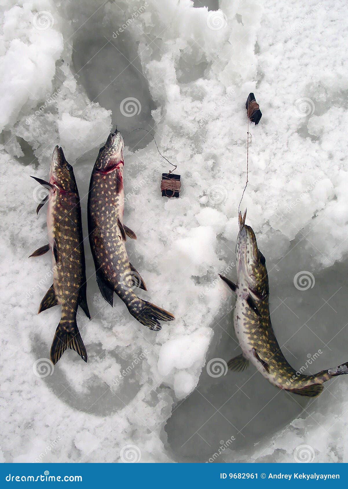 119 Three Sharp Teeth Stock Photos - Free & Royalty-Free Stock Photos ...