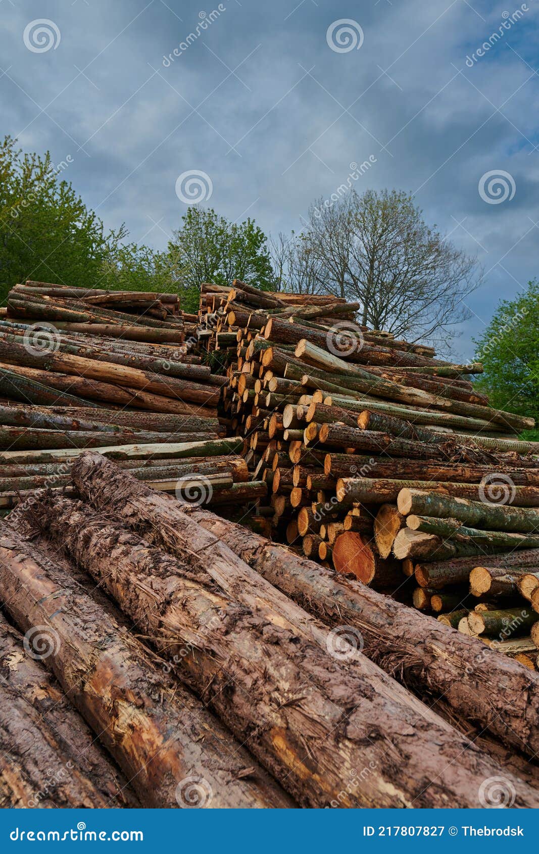 Three Piles of Chopped Down Logs Lying Horizontal Lengthwise Stock ...