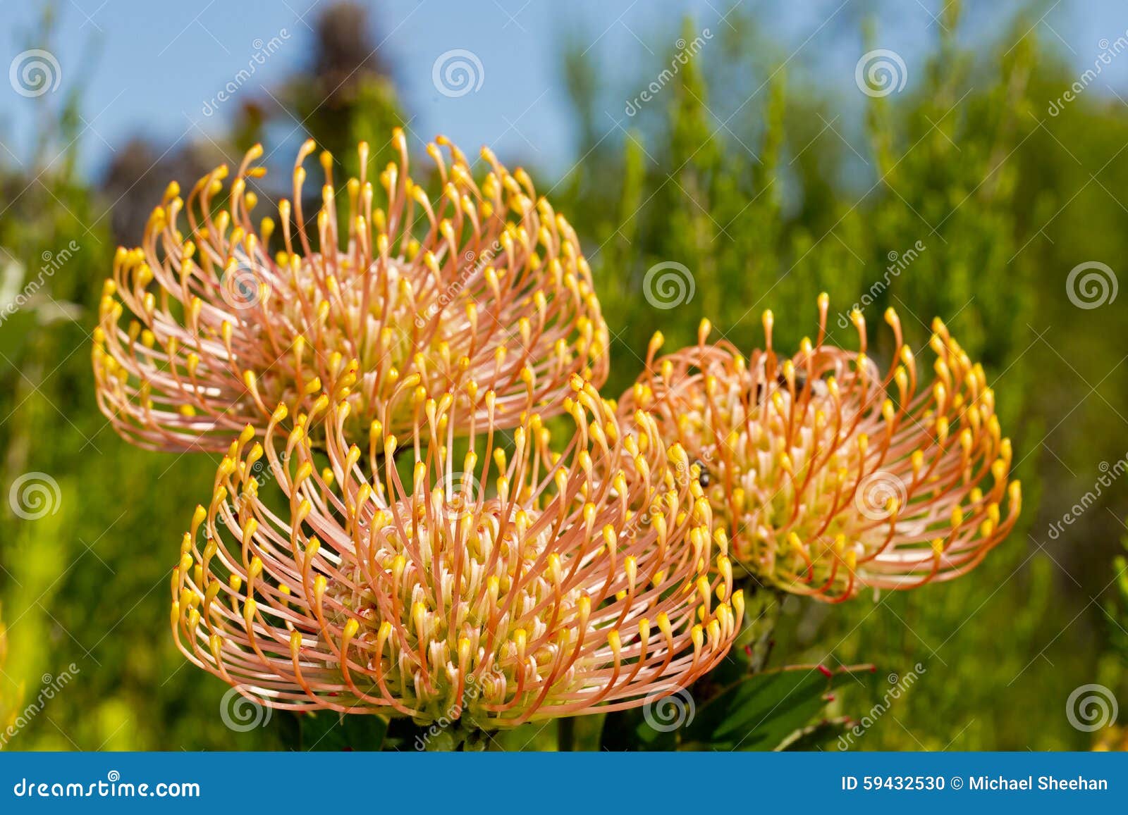 Three pincushion flowers stock photo. Image of arrangement - 59432530