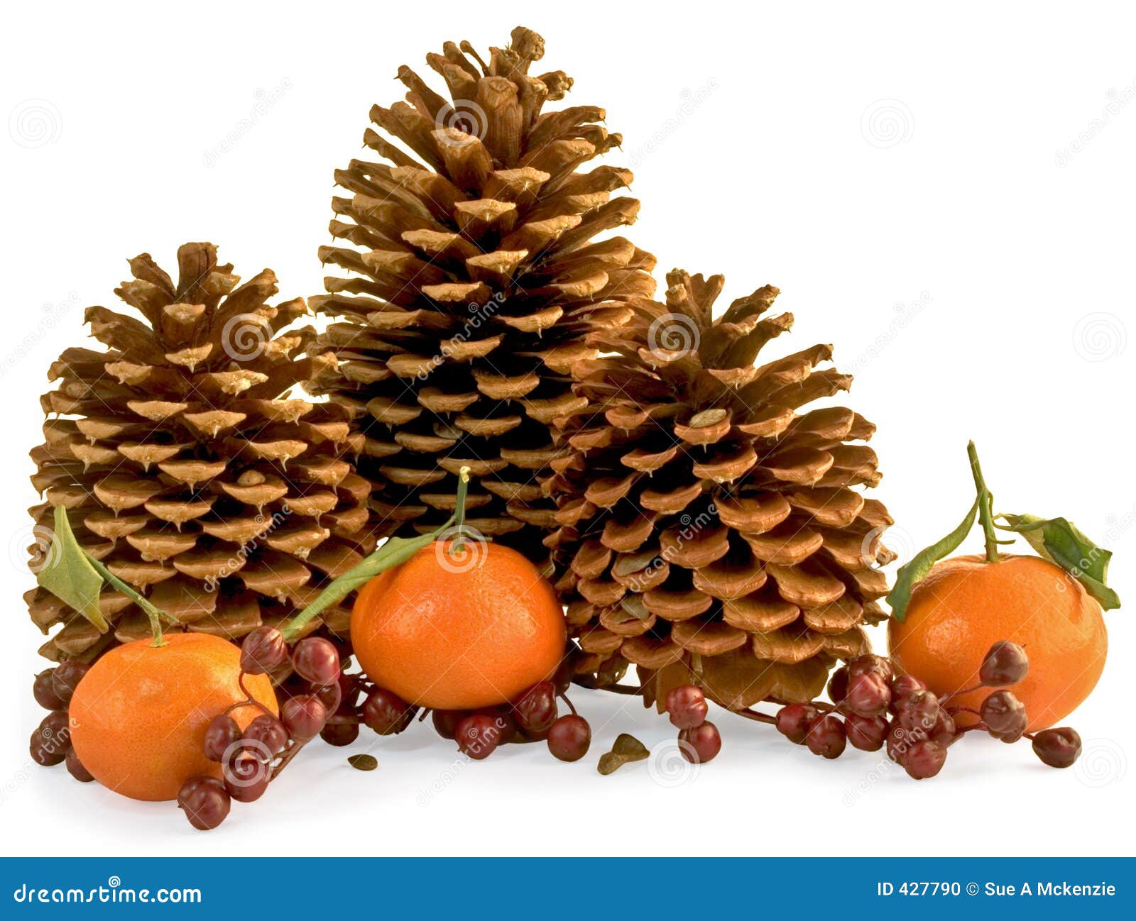 Three Pine Cones with Berries, Pinole and Oranges Stock Photo - Image ...