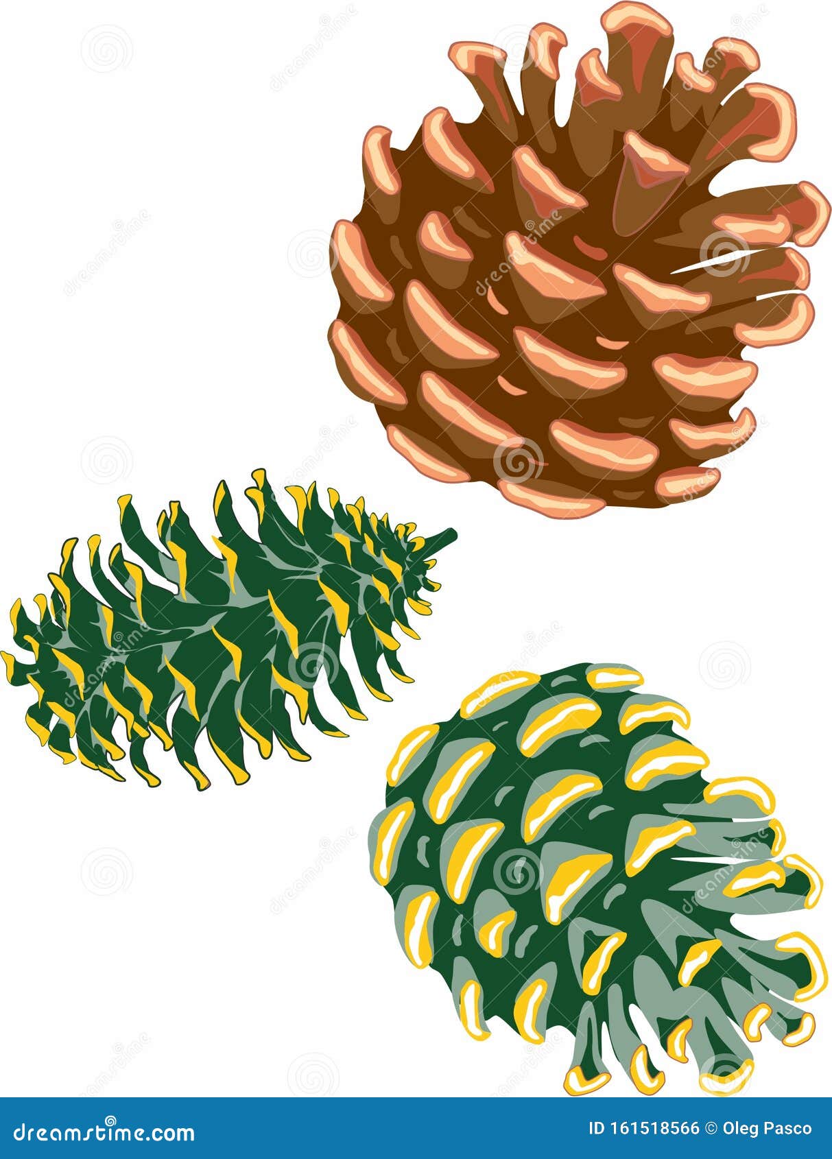 Three Pine Cones in Different Angles. Stock Vector - Illustration of ...