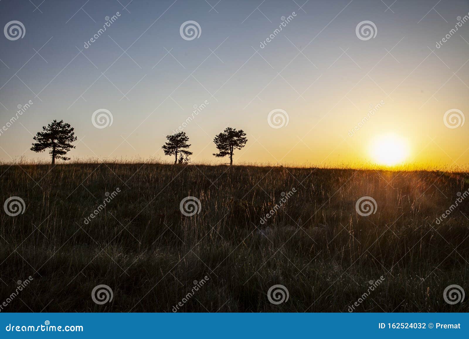Three pine tree alone stock photo. Image of park, abstract - 162524032