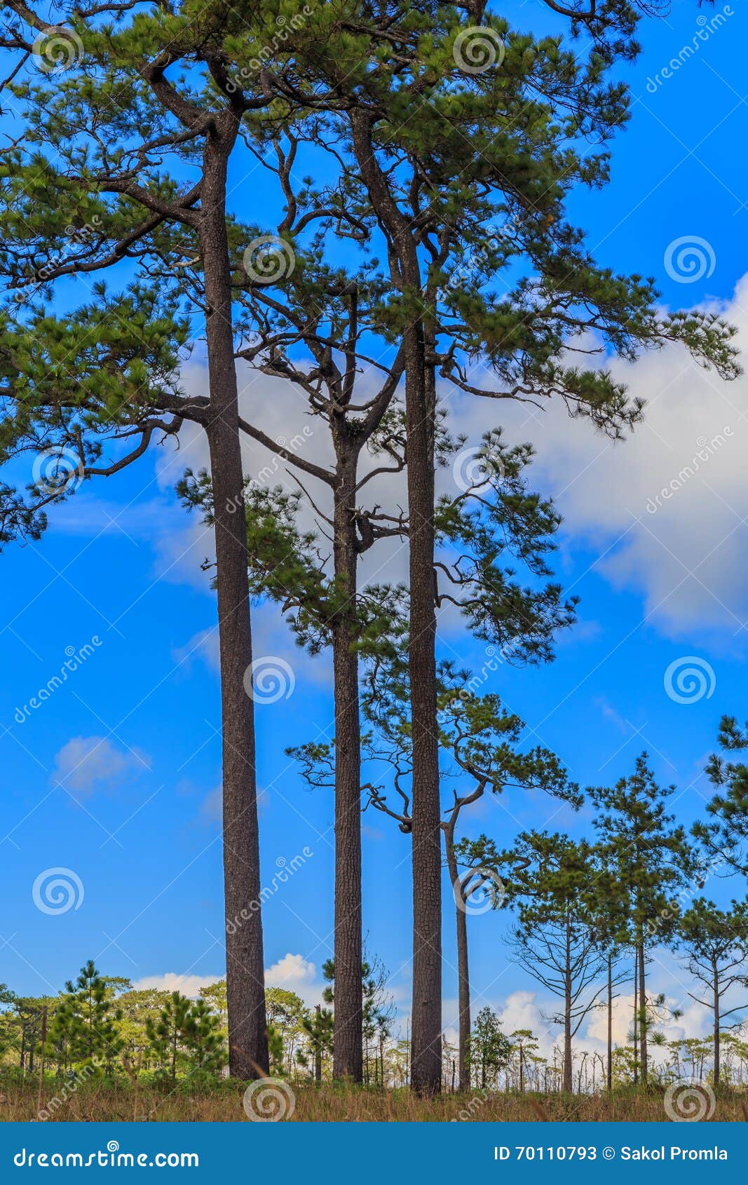 Three Pine Tree and Blue Sky Backgroud Stock Image - Image of landscape ...