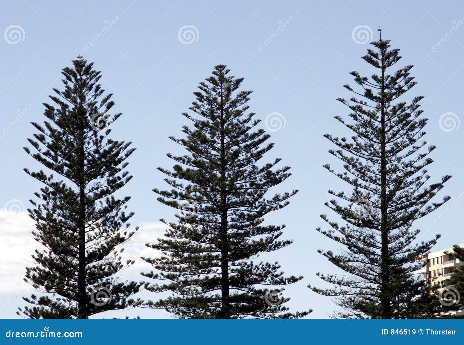 Three Pine Trees stock image. Image of massive, nature - 846519