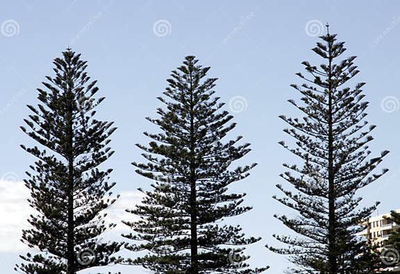 Three Pine Trees stock image. Image of massive, nature - 846519