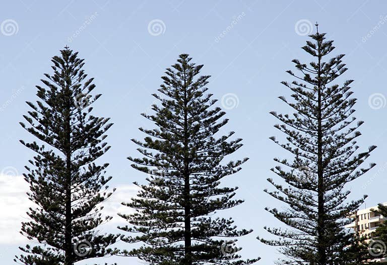 Three Pine Trees stock image. Image of massive, nature - 846519