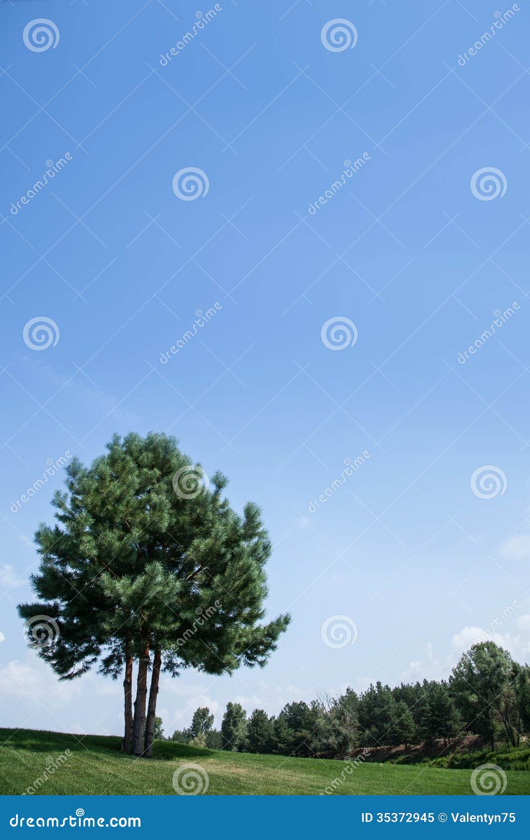 Three pine trees. stock image. Image of endangered, leaf - 35372945