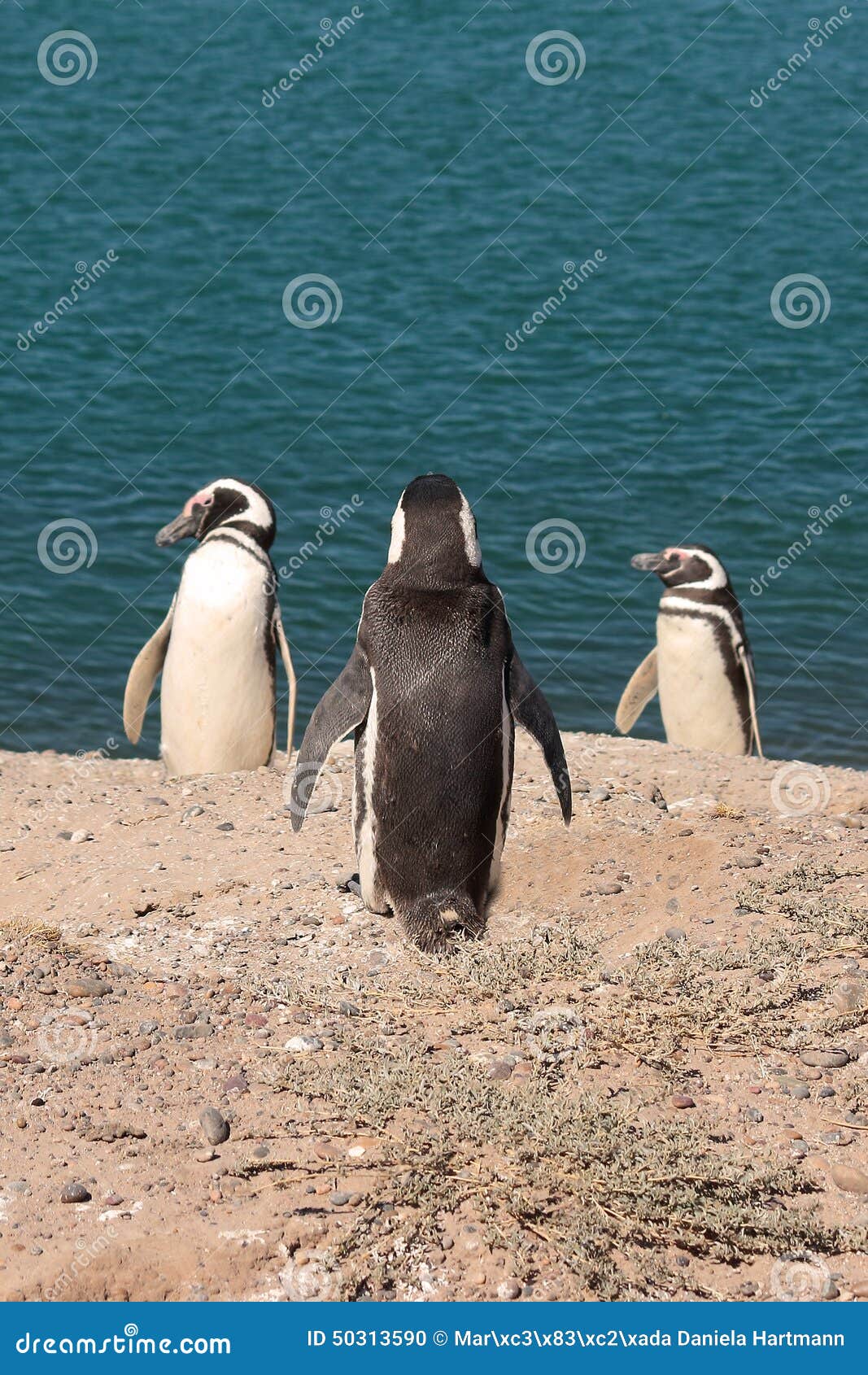 Three pinguins stock photo. Image of life, penguin, peninsula - 50313590