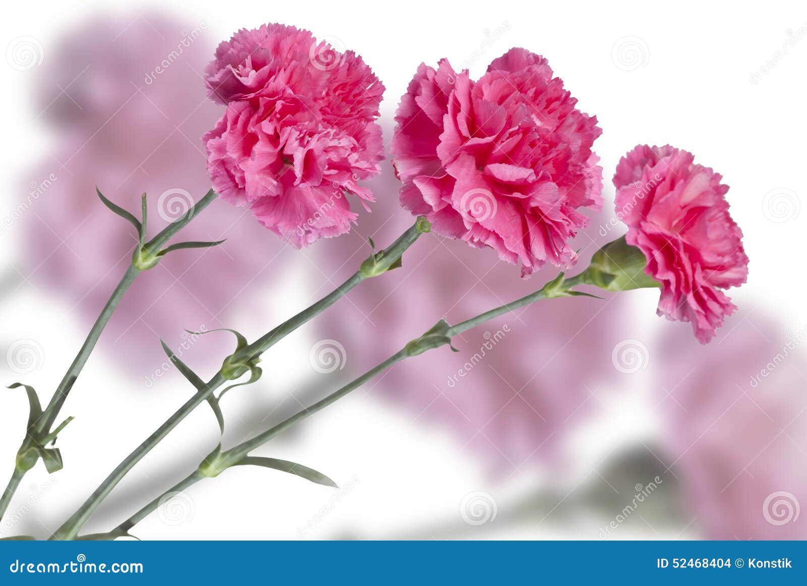 Pink Carnations, Gardener Cut Faded Flowers Stock Photography ...