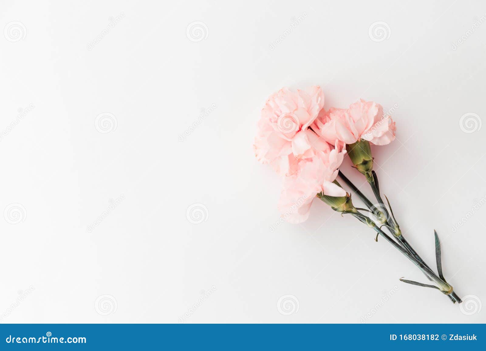 Three Pink Carnations on White Background Stock Photo - Image of beauty ...