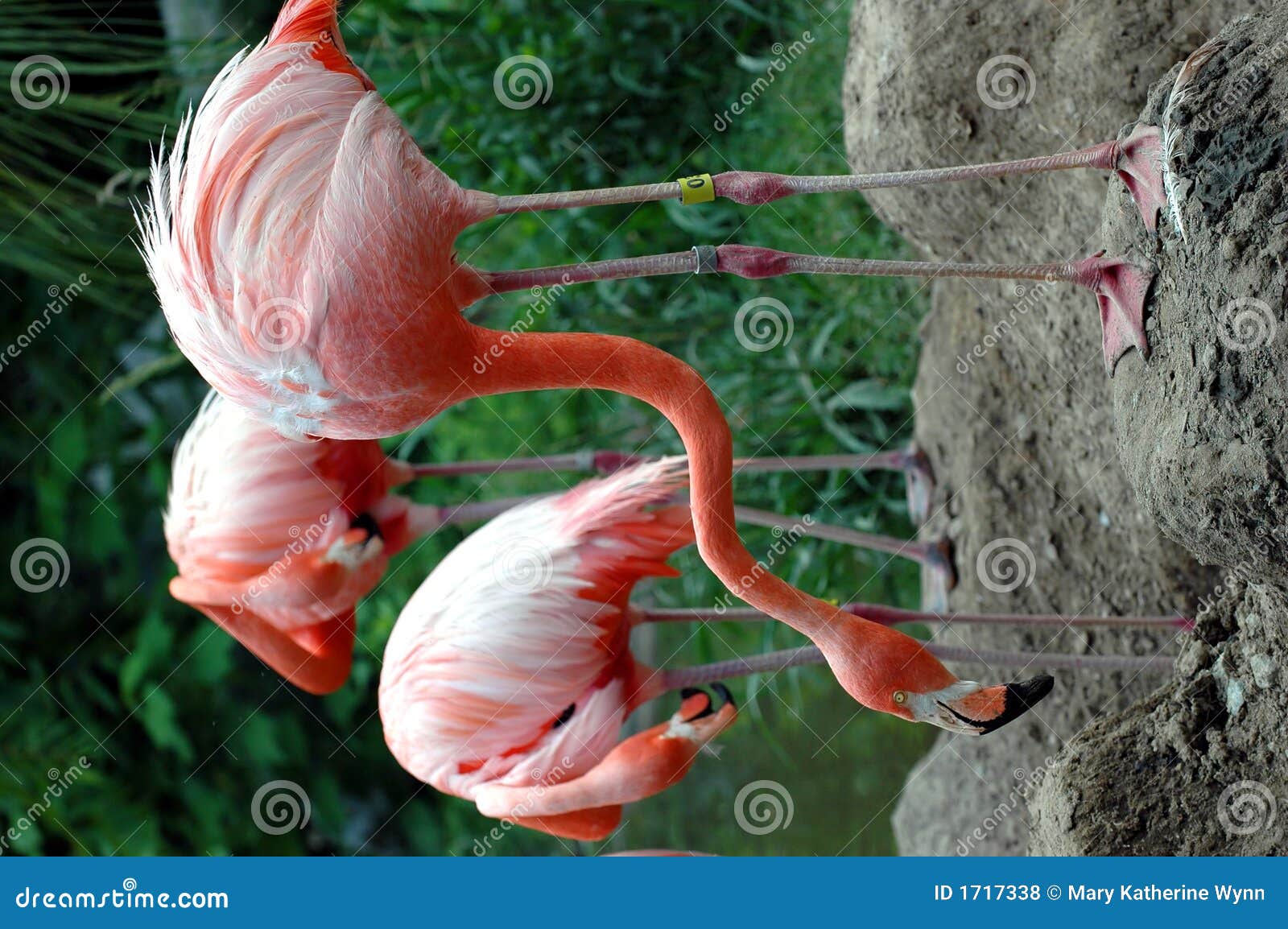 Three pink flamingos stock photo. Image of nature, beak - 1717338