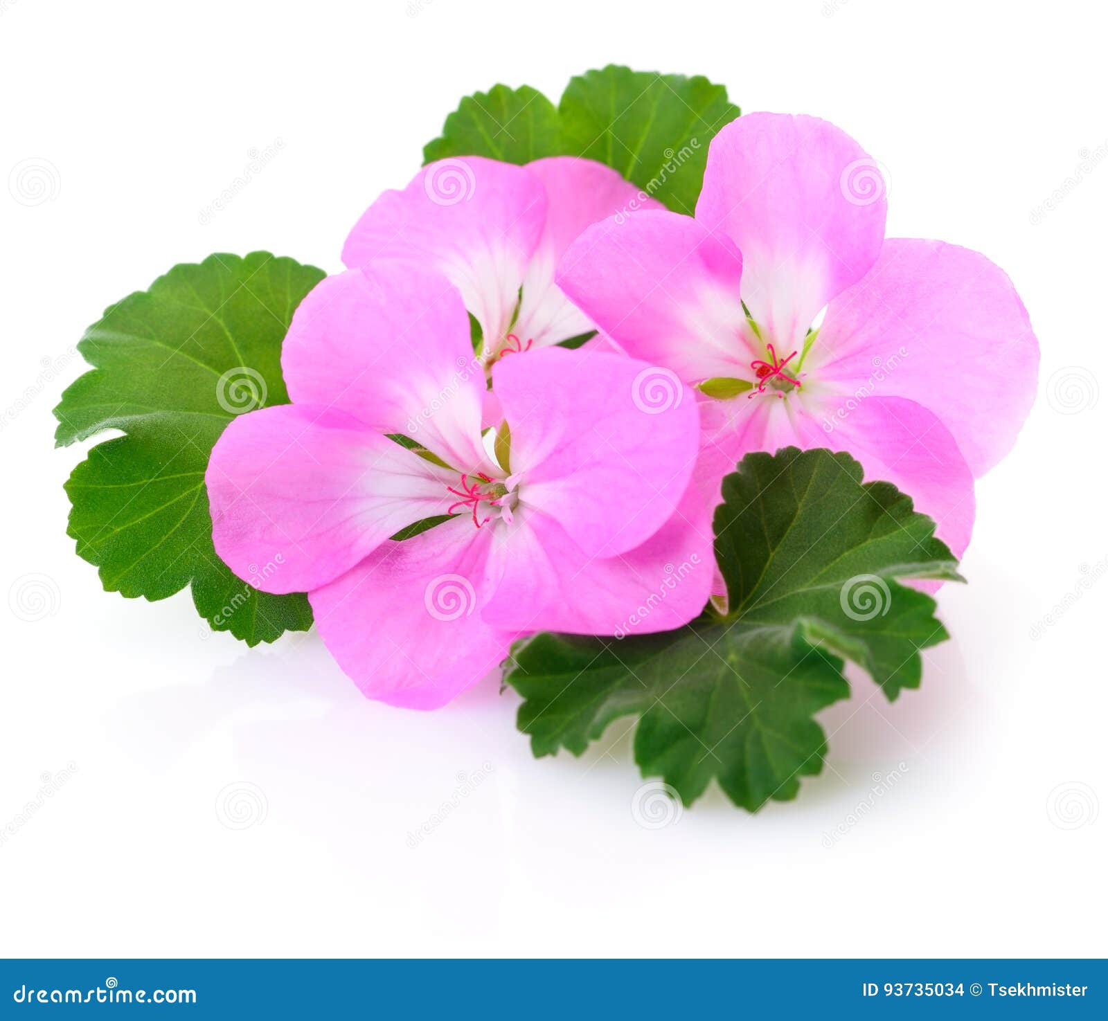 Three pink flowers. stock photo. Image of macro, objects - 93735034