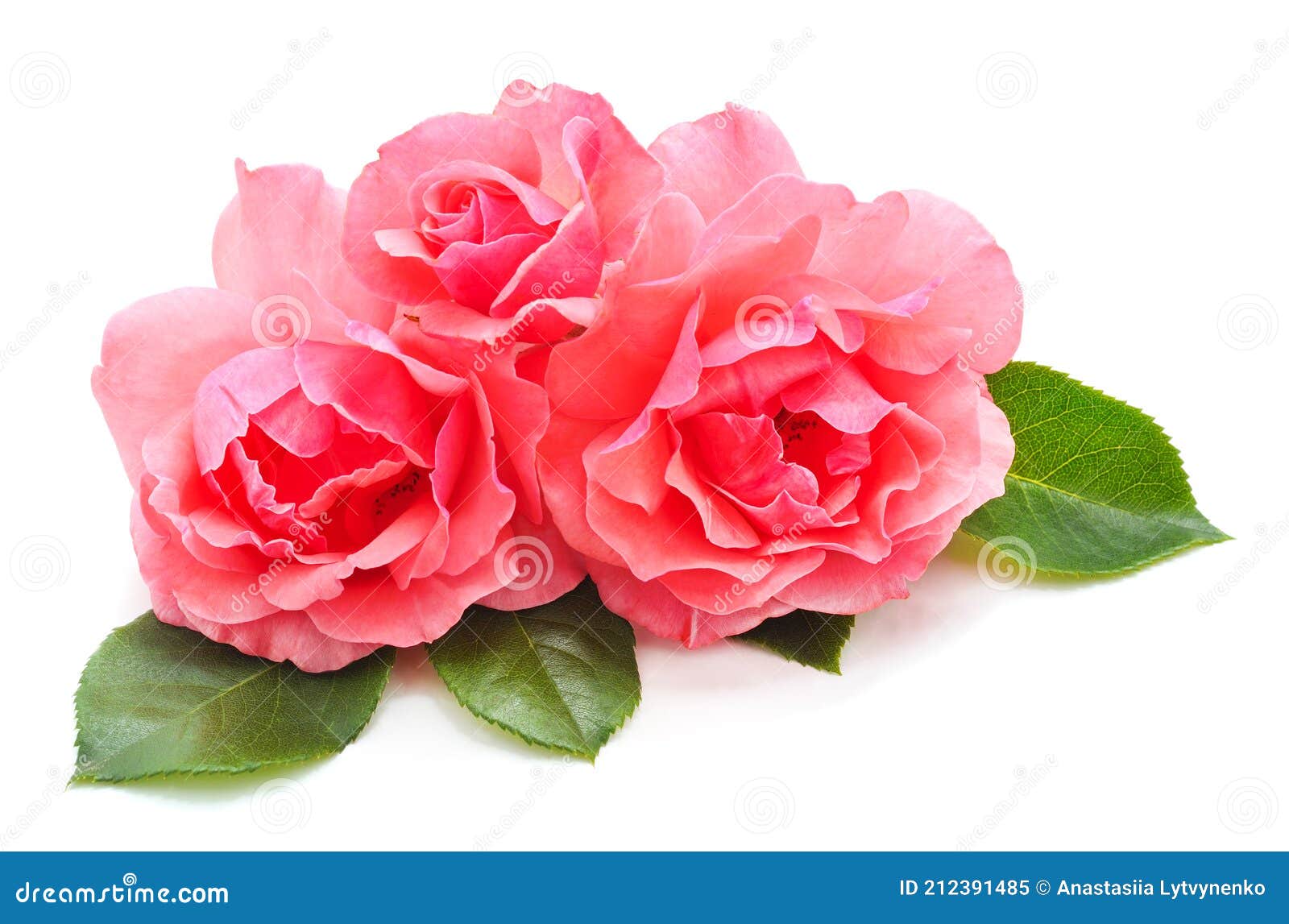 Three pink flowers stock image. Image of white, summer - 212391485