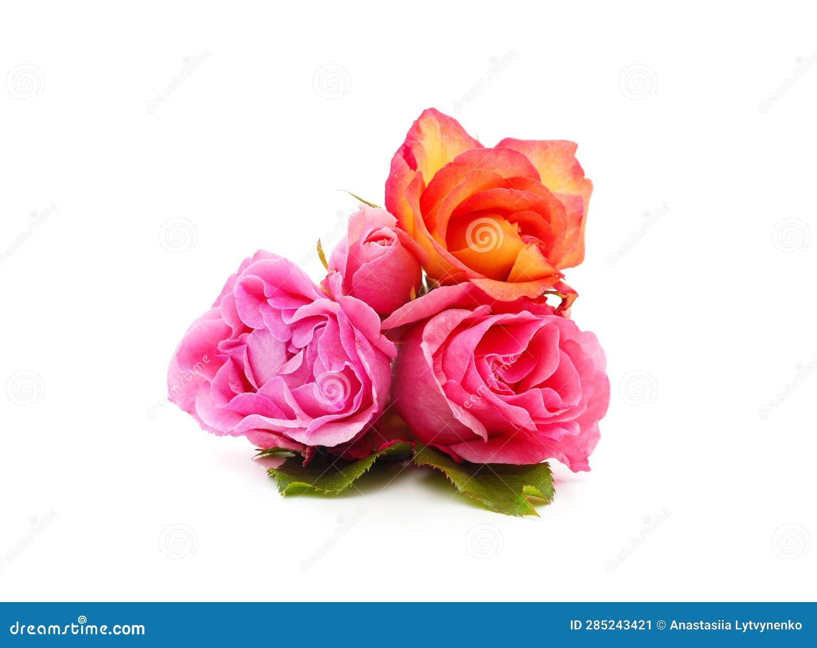 Three pink flowers stock image. Image of closeup, holiday - 285243421